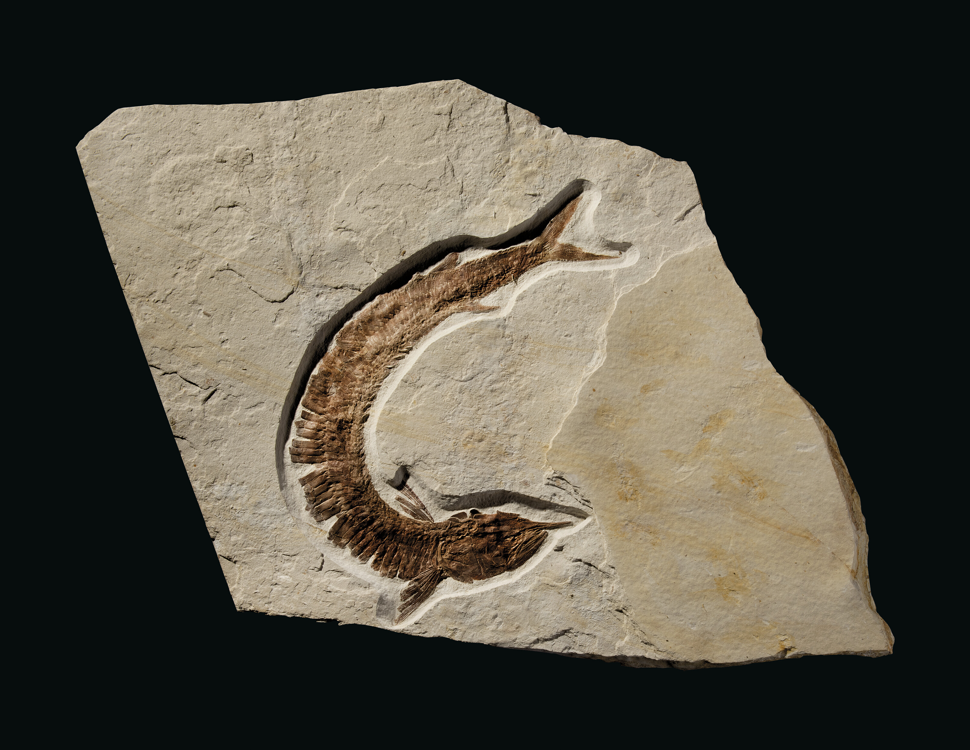 A LARGE FOSSIL RAY-FINNED FISH, SOLNHOFEN, GERMANY | Christie’s