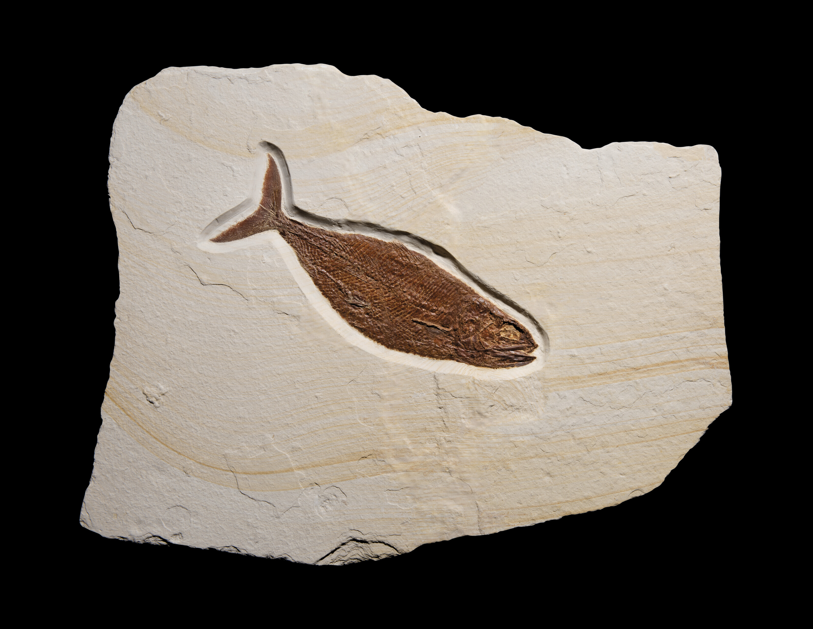 A FOSSIL FISH, SOLNHOFEN, GERMANY | Christie’s