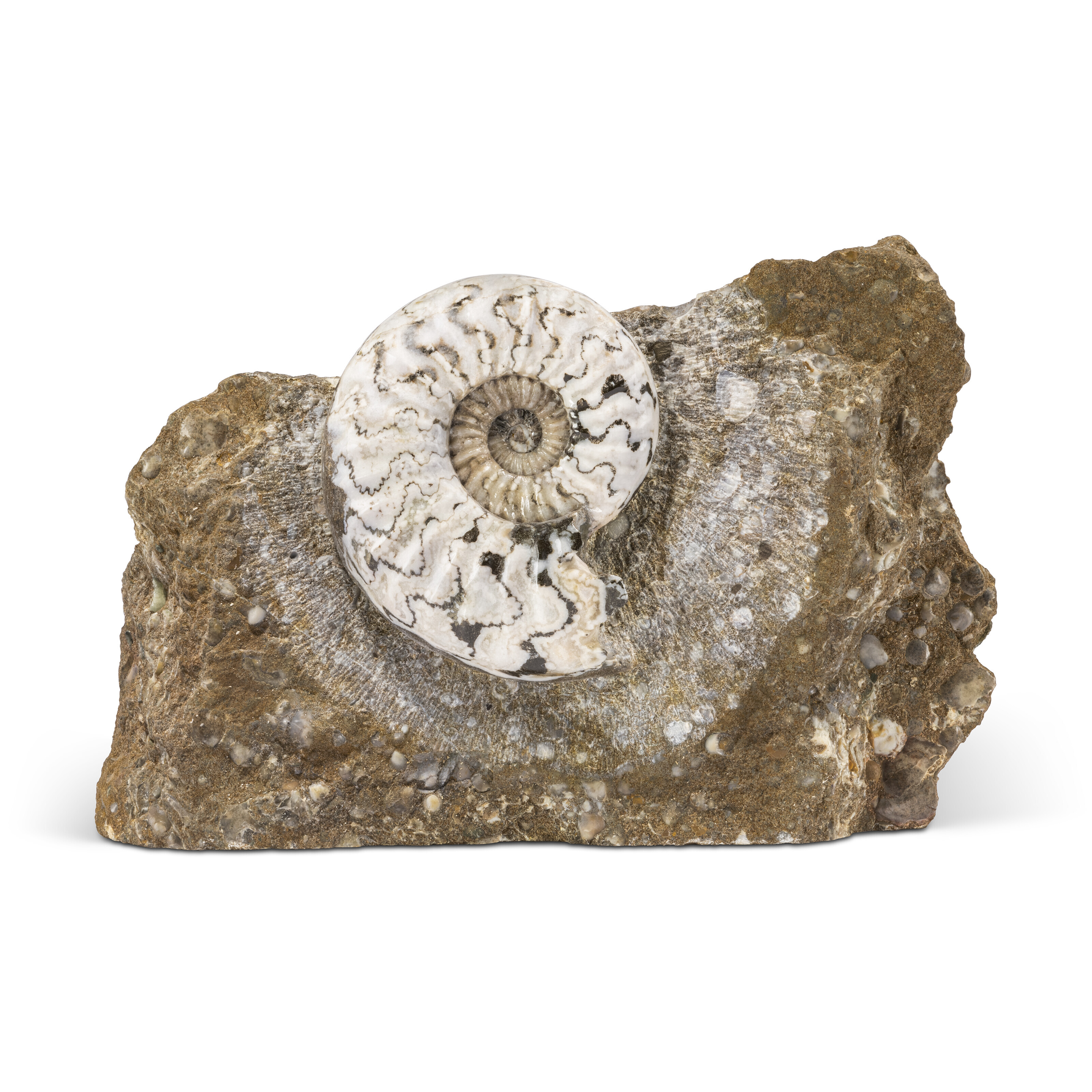 AN ENGLISH AMMONITE, SCUNTHORPE, UK | Christie’s