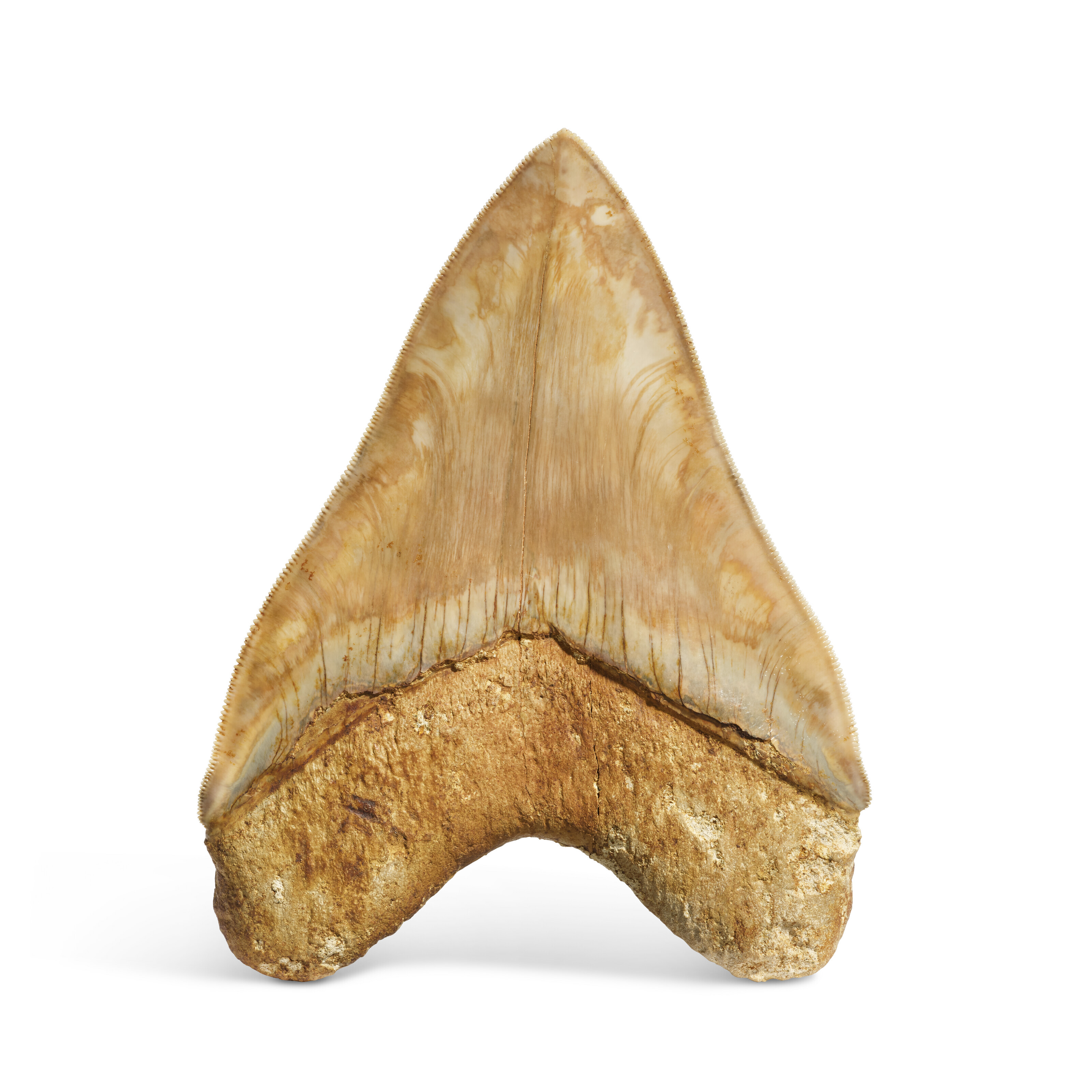A LARGE MEGALODON TOOTH, WEST JAVA, INDONESIA | Christie’s