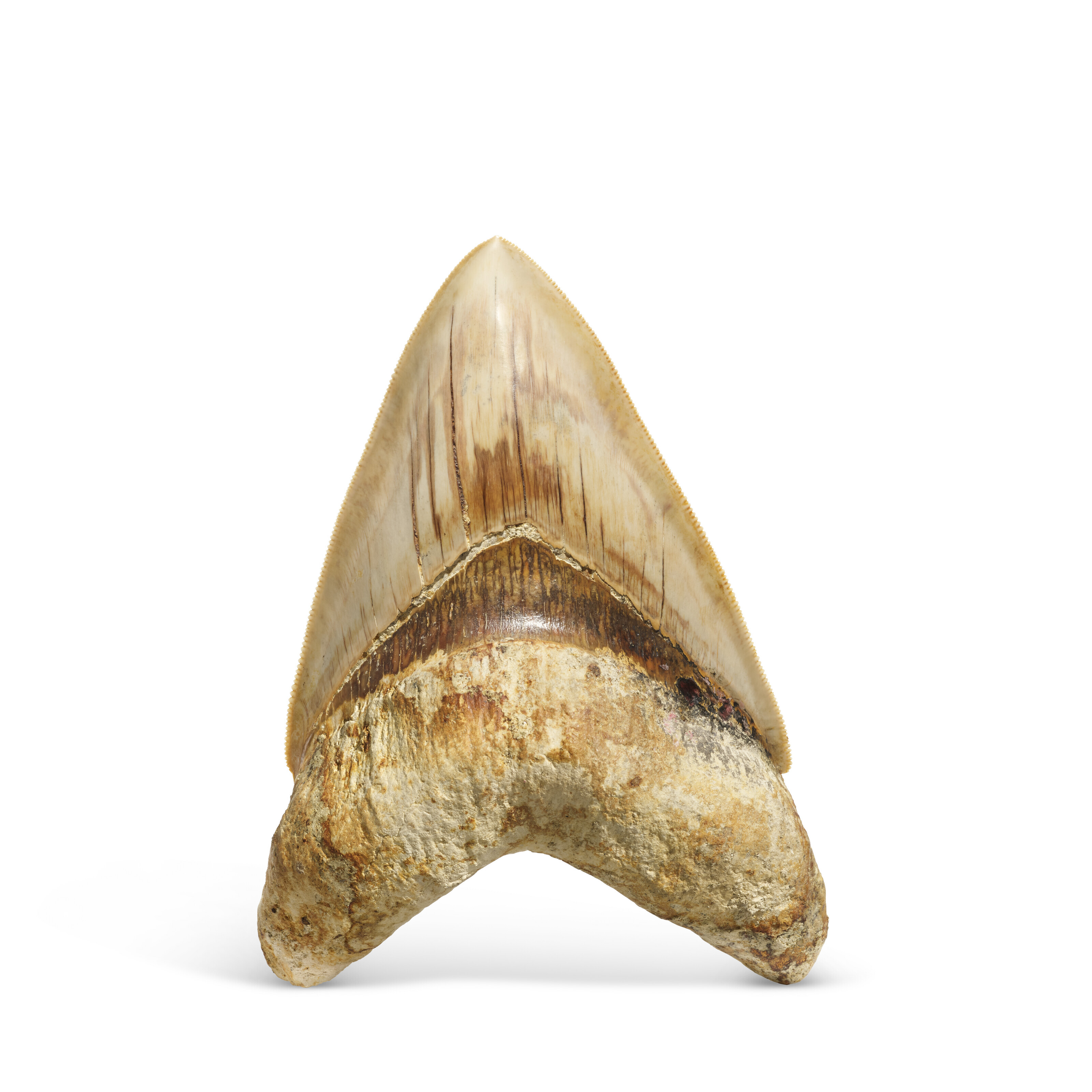 MEGALODON TOOH, WEST JAVA, INDONESIA | Christie’s