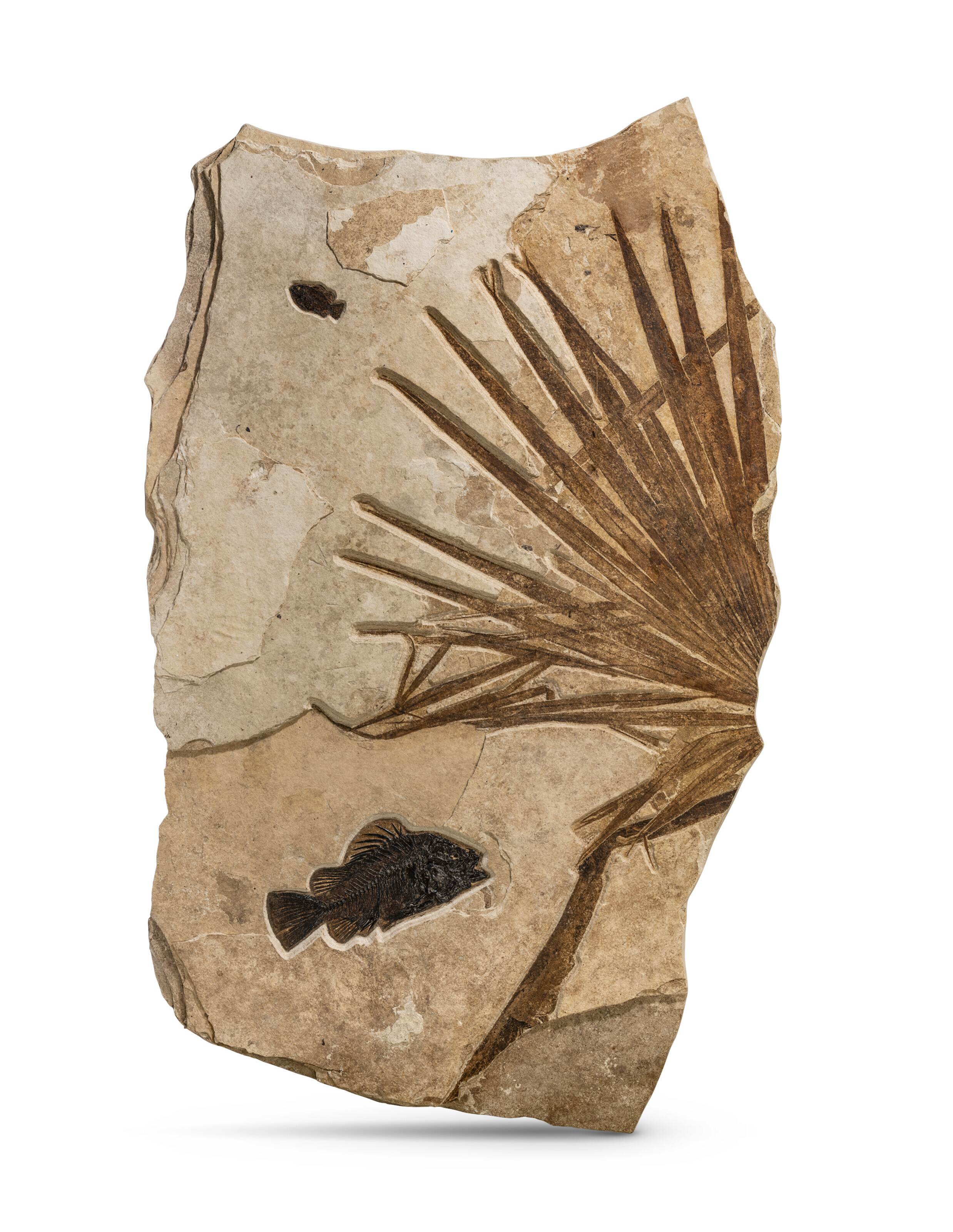 A PARTIAL FOSSIL PALM FROND WITH FISH, GREEN RIVER, WYOMING | Christie’s
