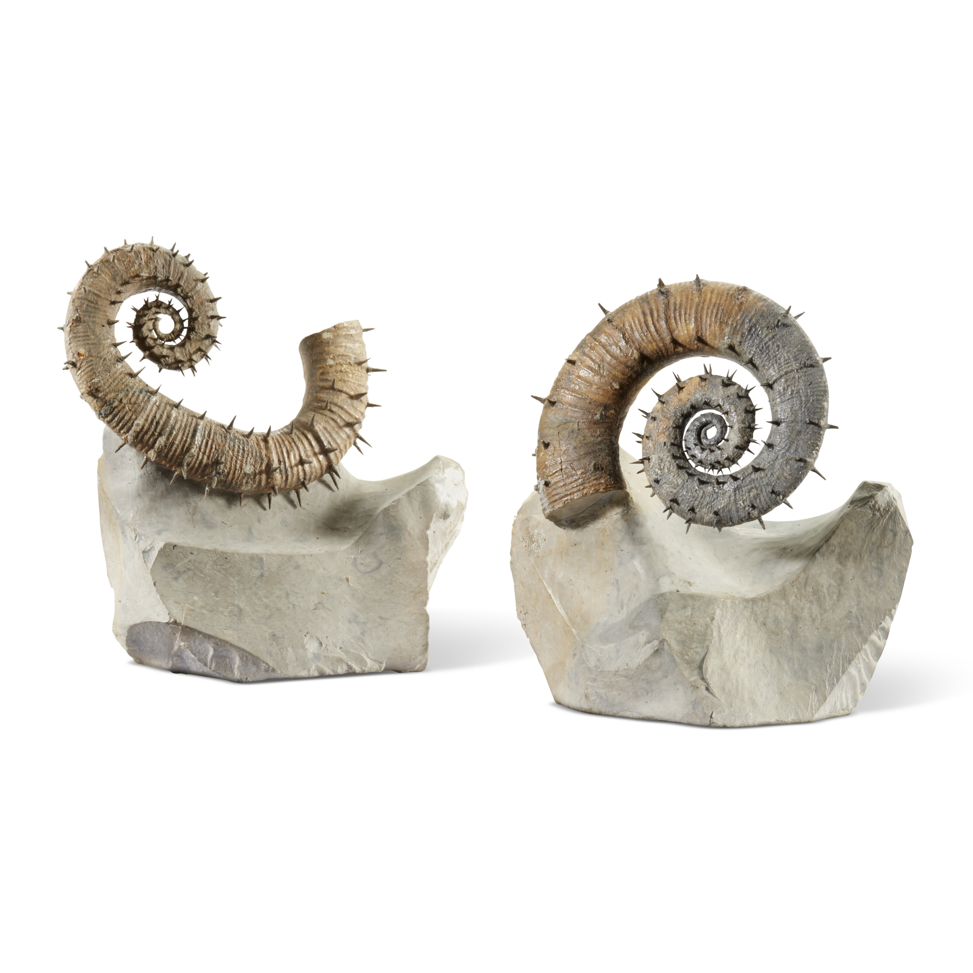 TWO UNCOILED SPINY AMMONITES, FRANCE | Christie’s