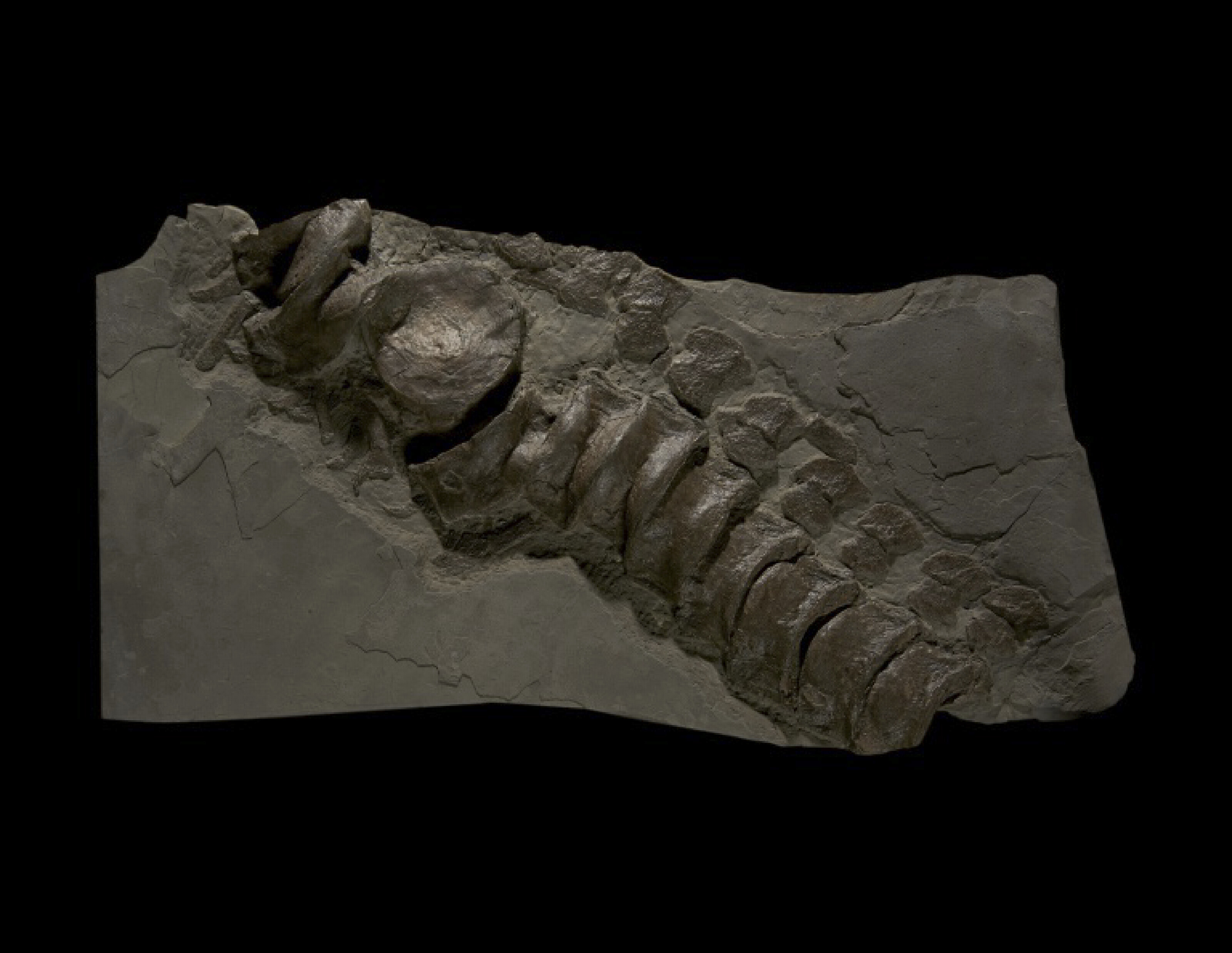 ichthyosaurus vertebrae