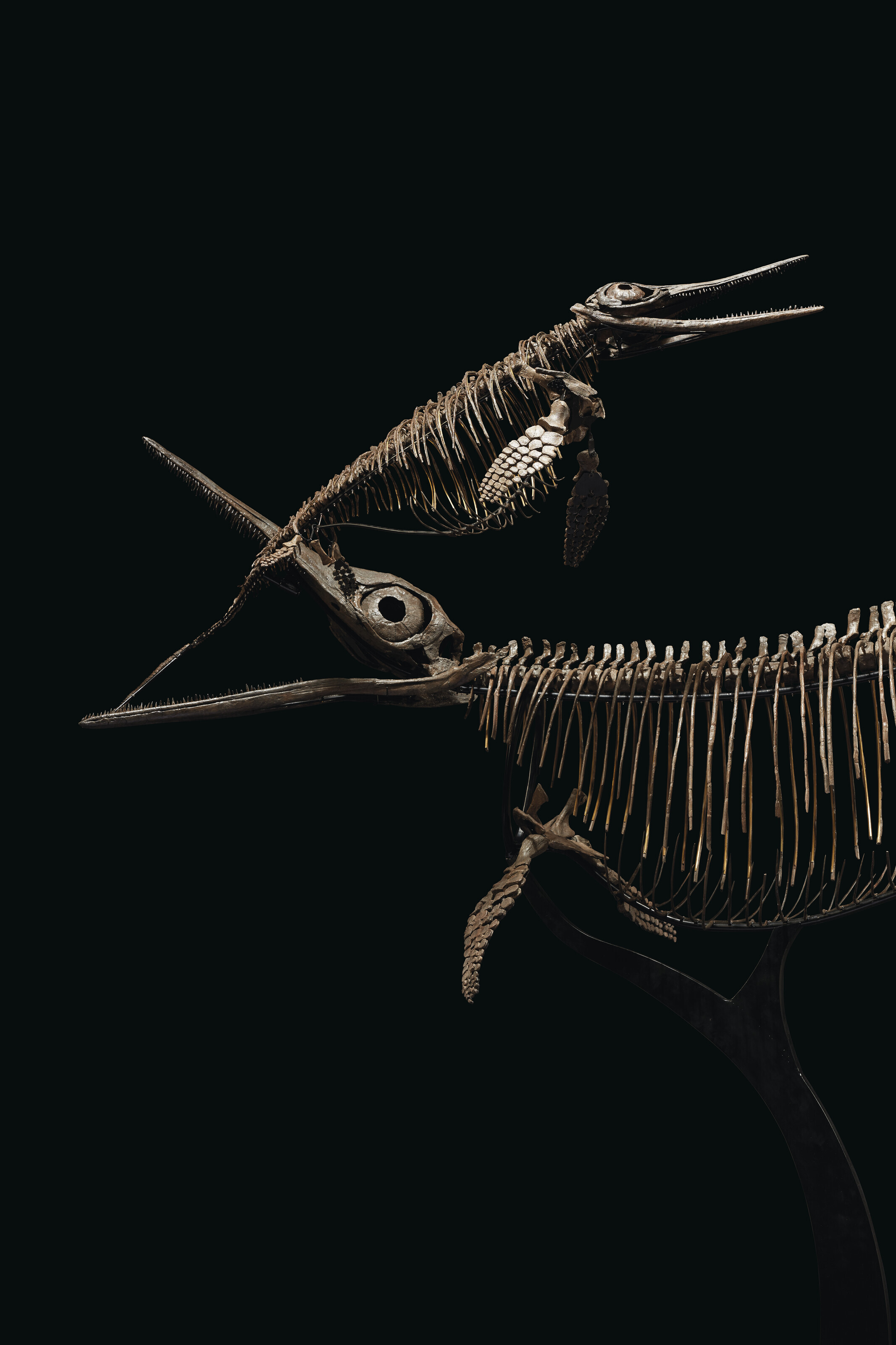 ichthyosaur skeleton 3d