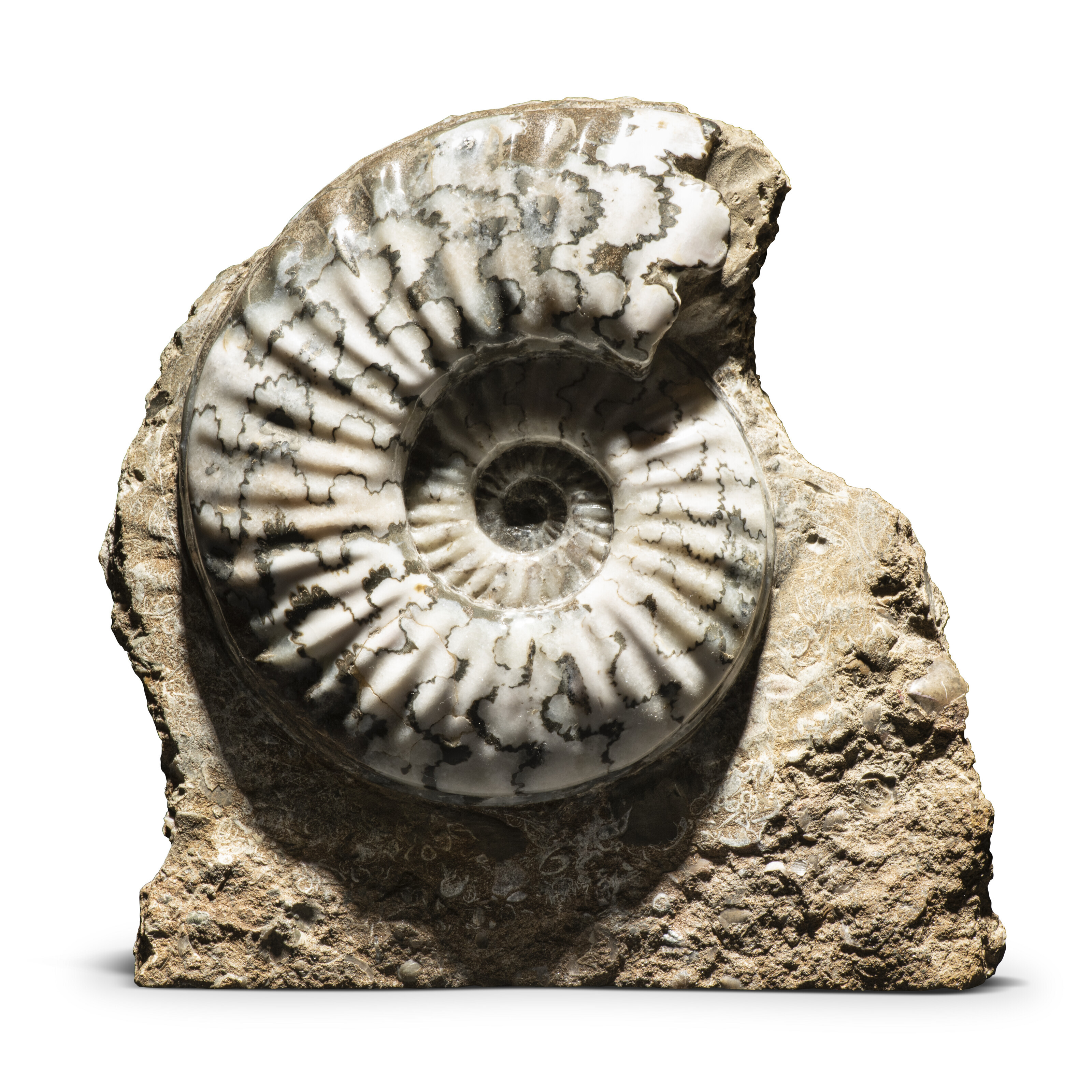 AN ENGLISH AMMONITE, SCUNTHORPE, UK | Christie’s