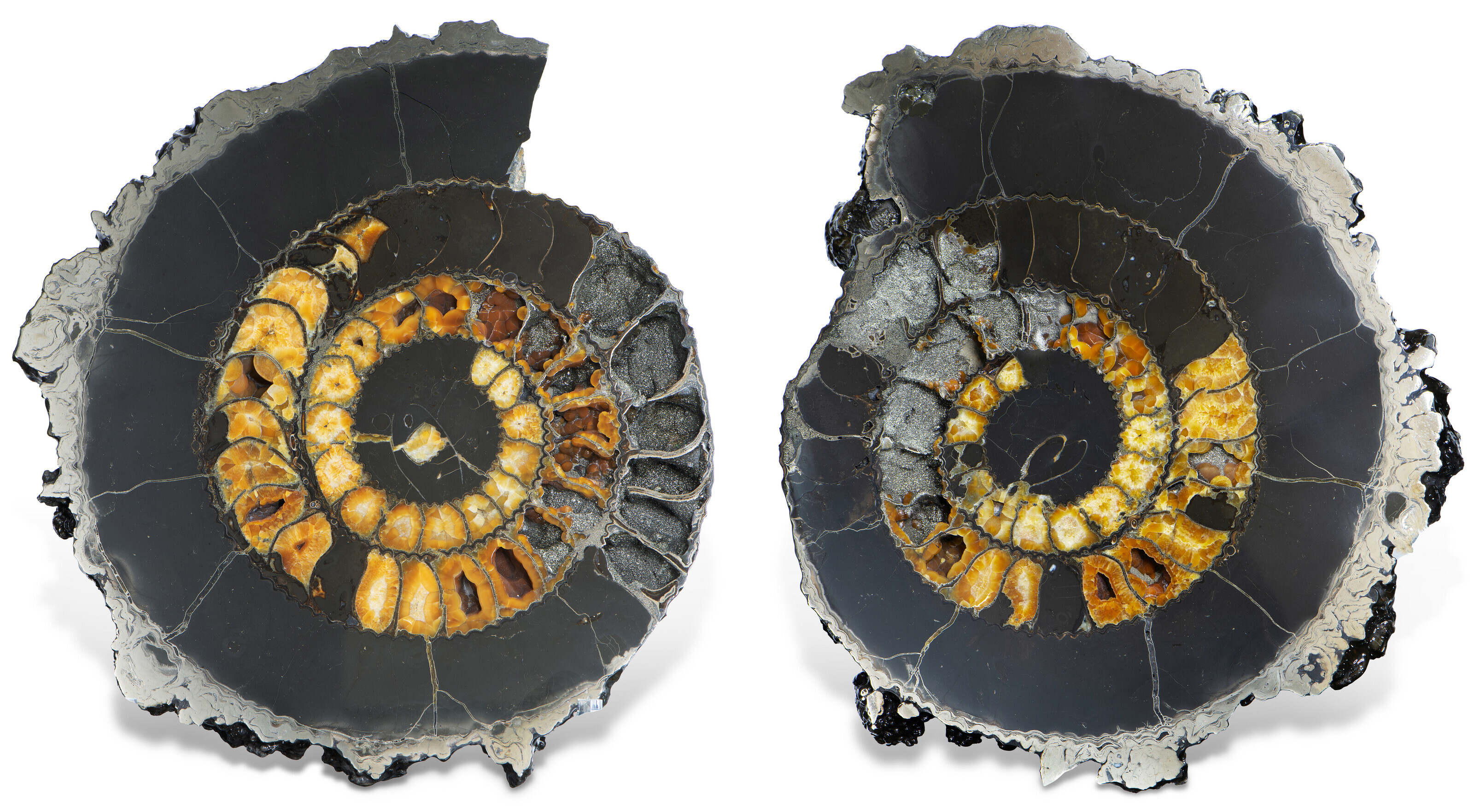 A SPLIT PYRITIZED AMMONITE, VOLGA RIVER, RUSSIA | Christie’s