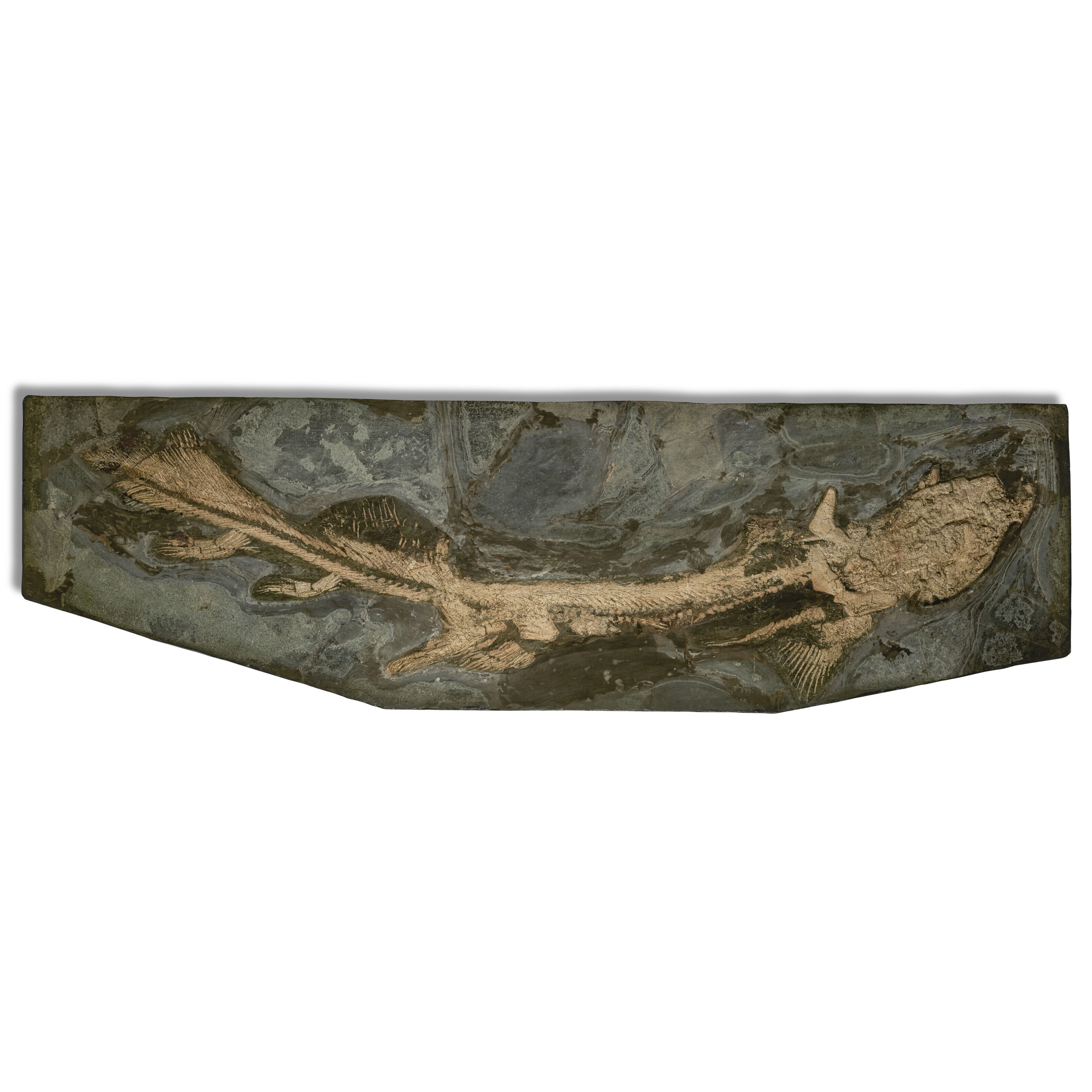 A RARE LARGE FOSSIL SHARK, GERMANY | Christie’s