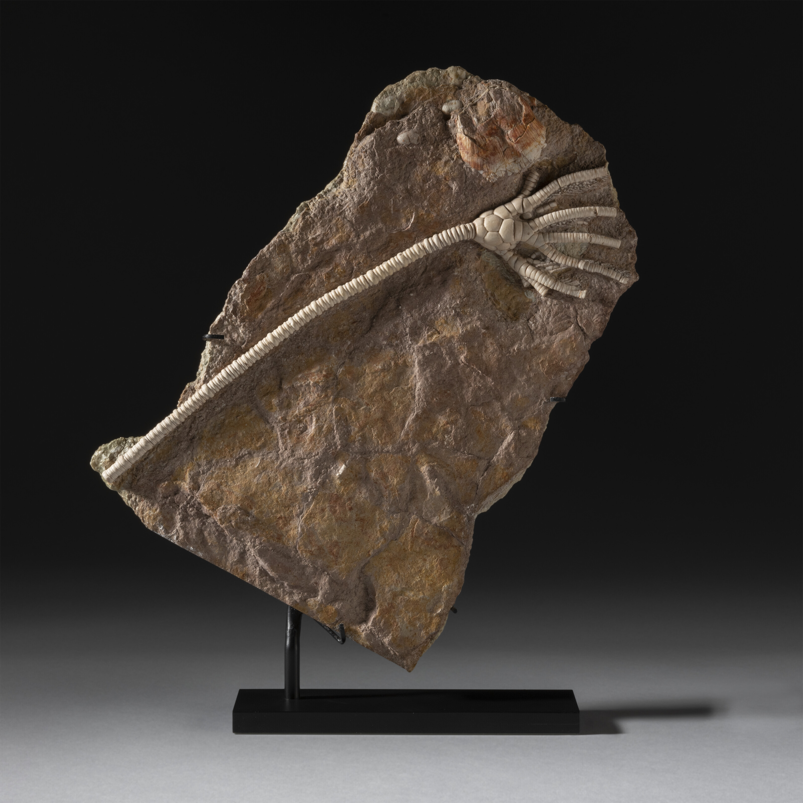 A CALCIFIED FOSSIL SEA LILY, RUSSIA | Christie’s