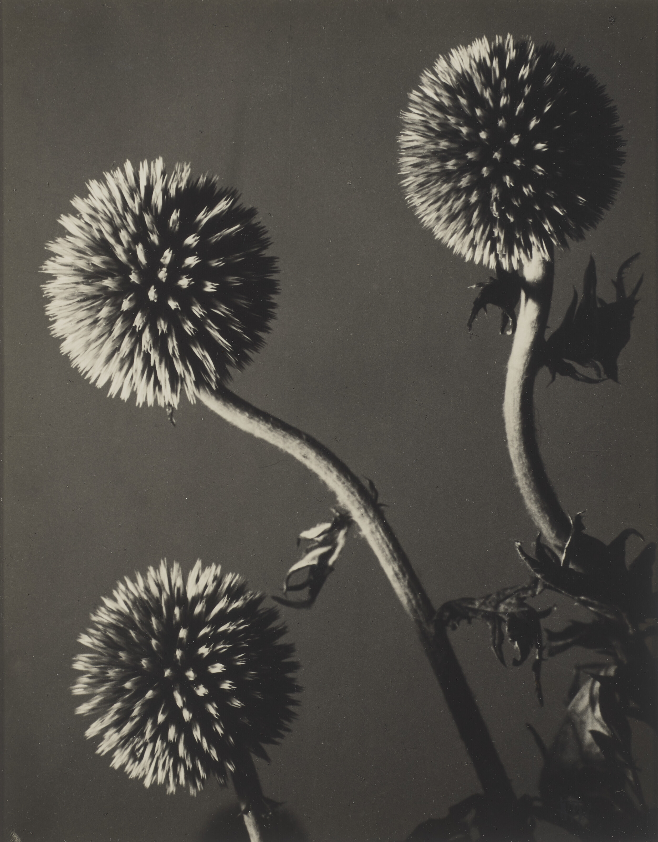 man ray flowers