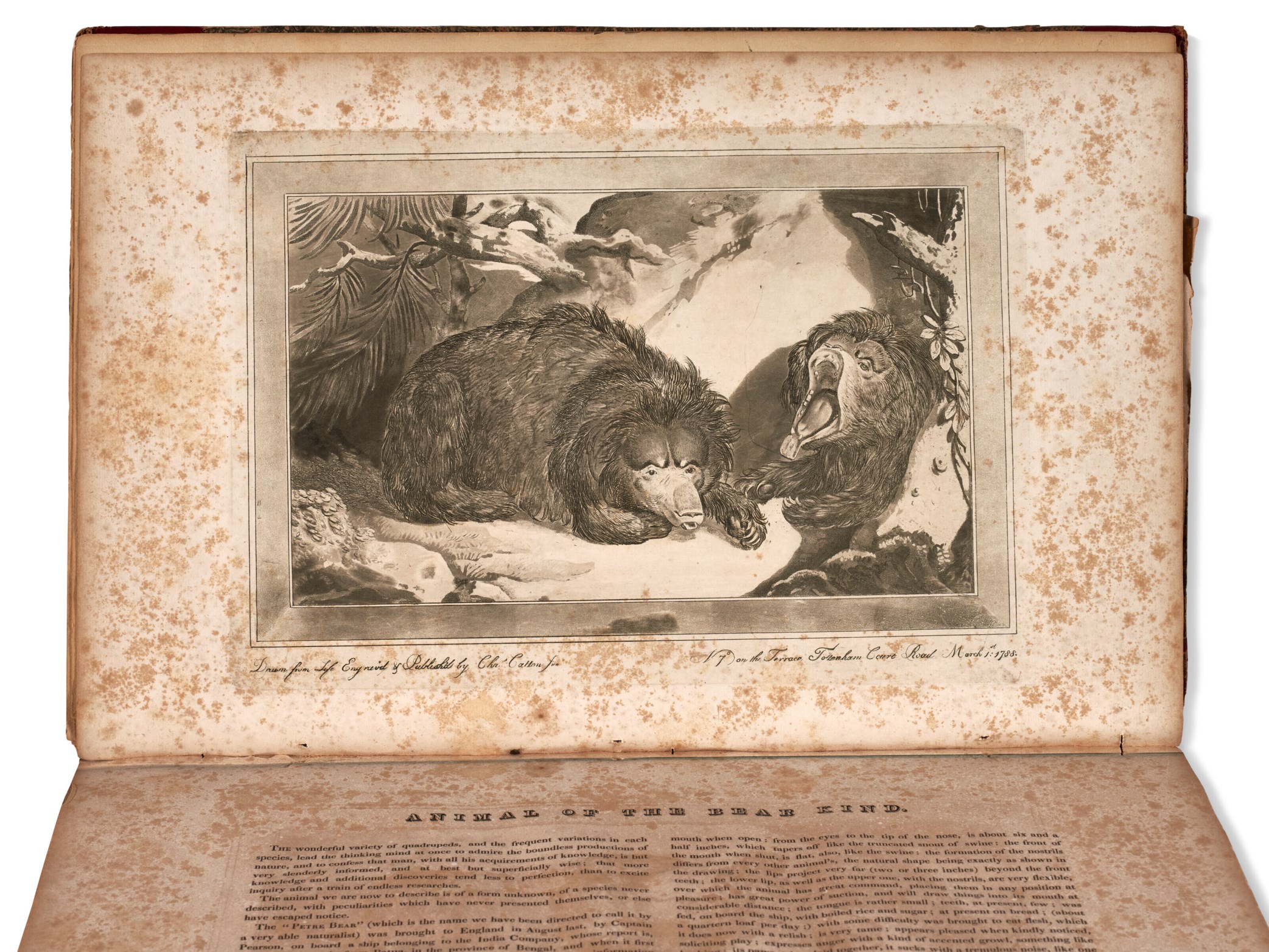 Thirty-six Animals, Drawn from Nature, Charles Catton the younger, 1825 ...