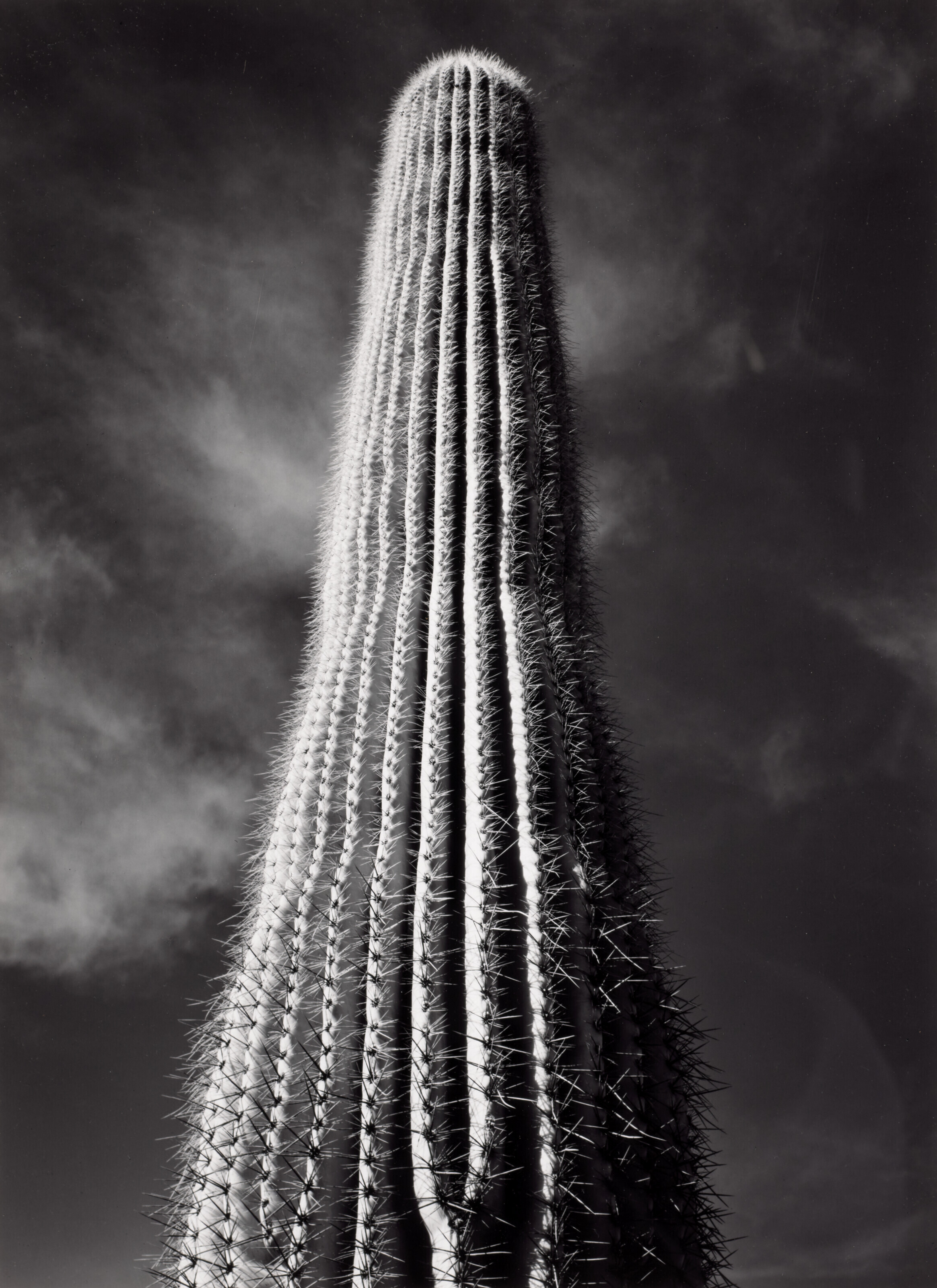 ANSEL ADAMS (1902–1984), Saguaro Cactus, Arizona, 1942 | Christie’s
