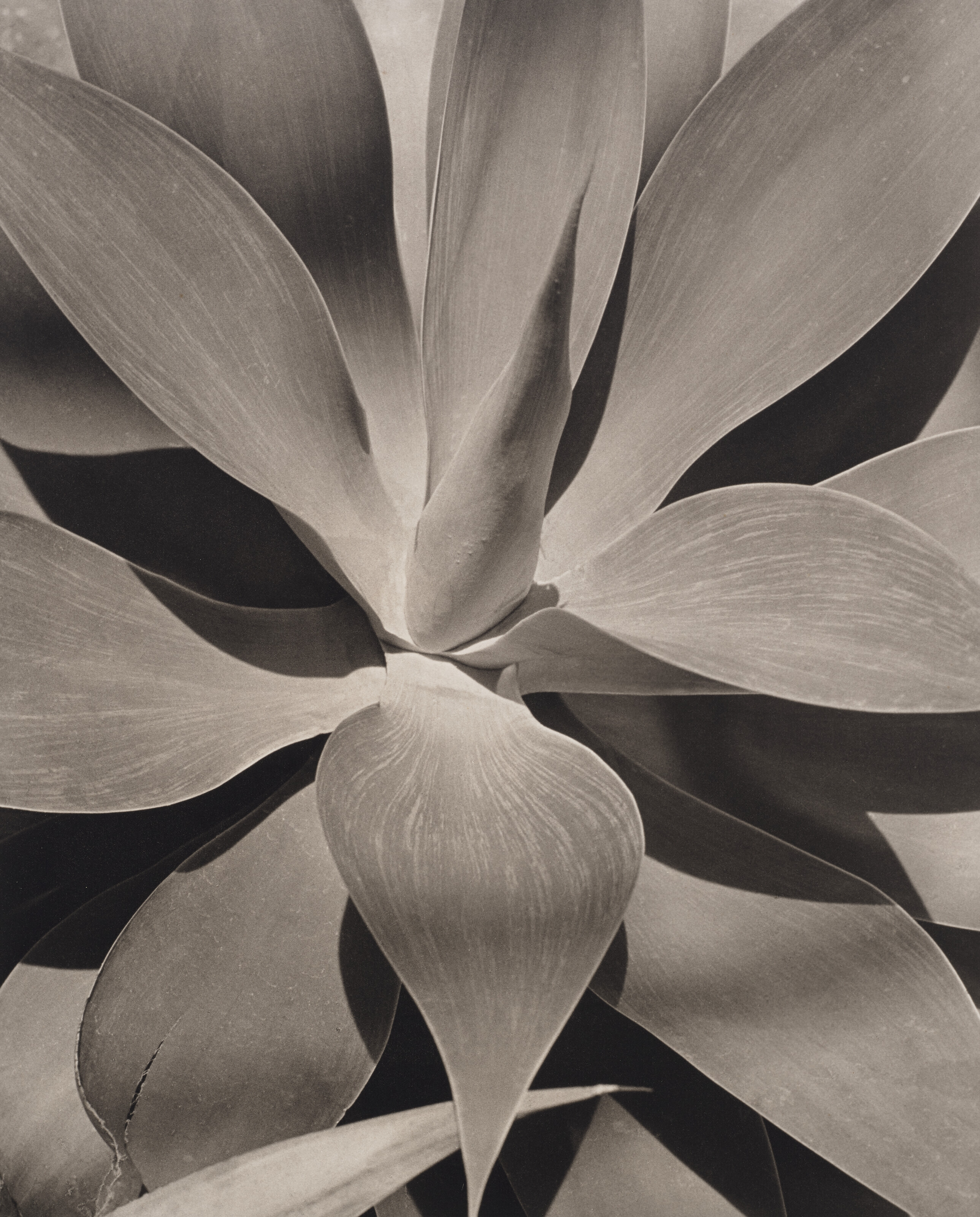 HORST P. HORST (1906–1999), Agave Attenuata, 1945 | Christie’s