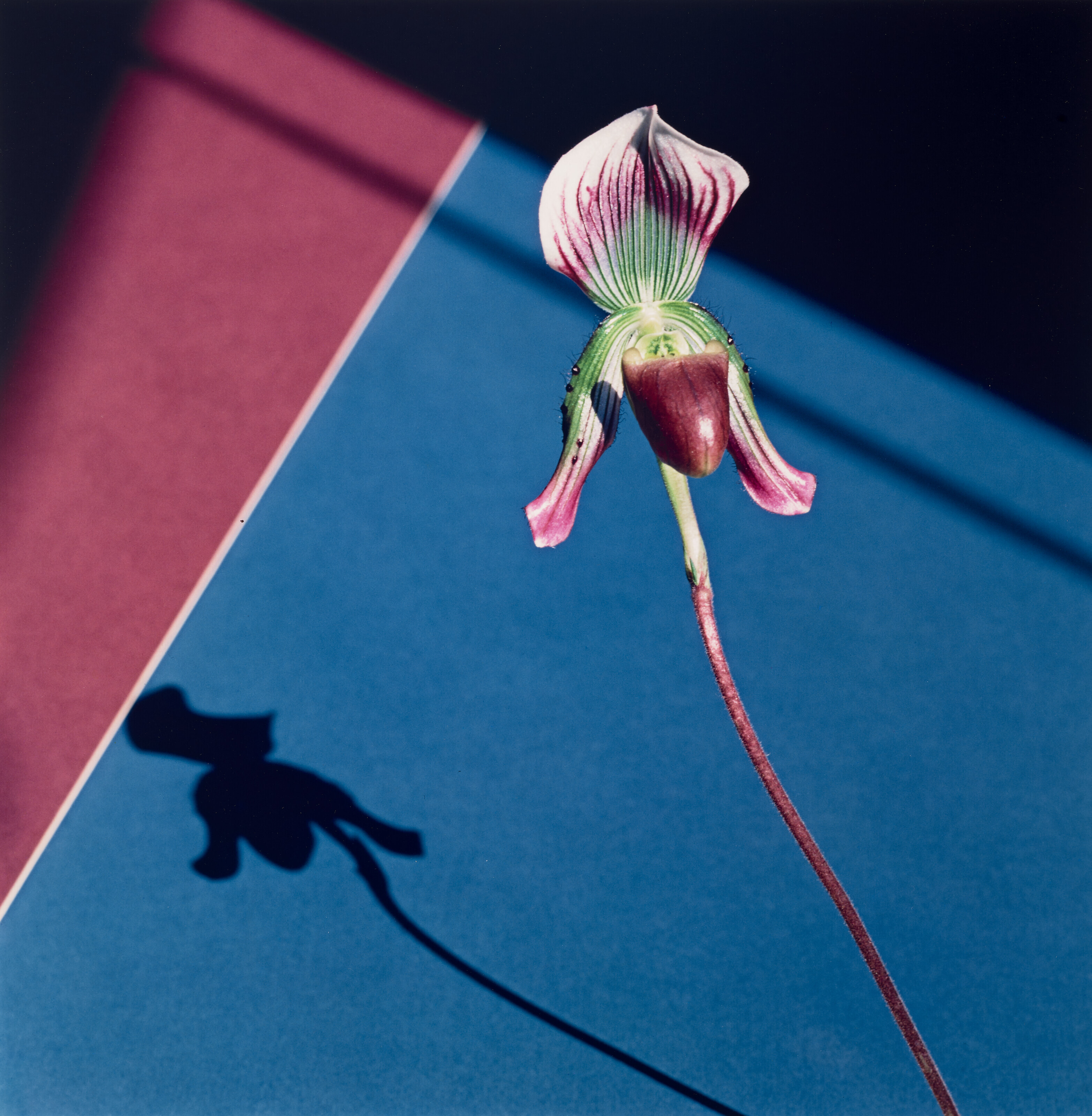 ROBERT MAPPLETHORPE (1946-1989), Orchid, 1986 | Christie’s