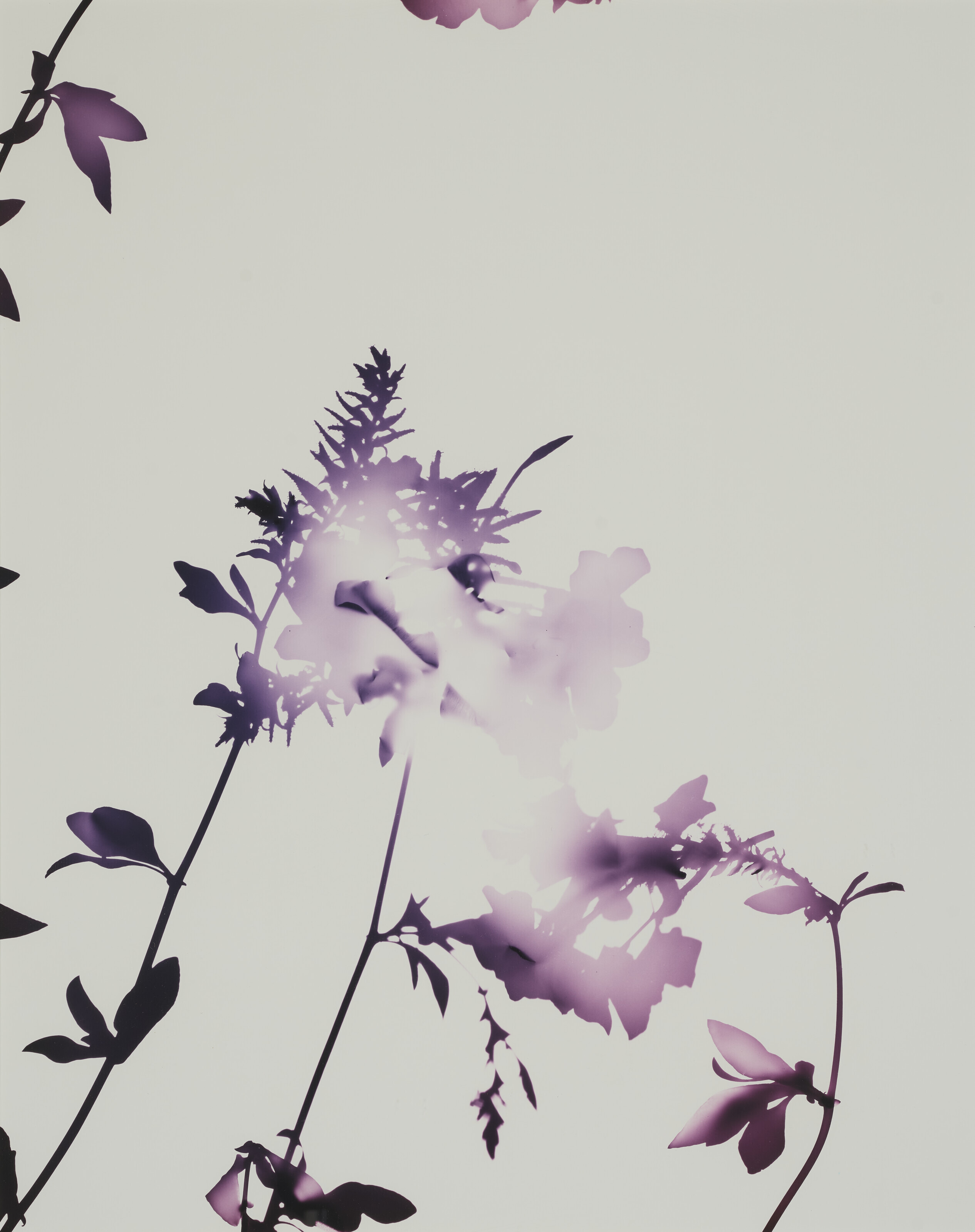 JAMES WELLING (B.1951), Flower Series #5, 2004 | Christie’s
