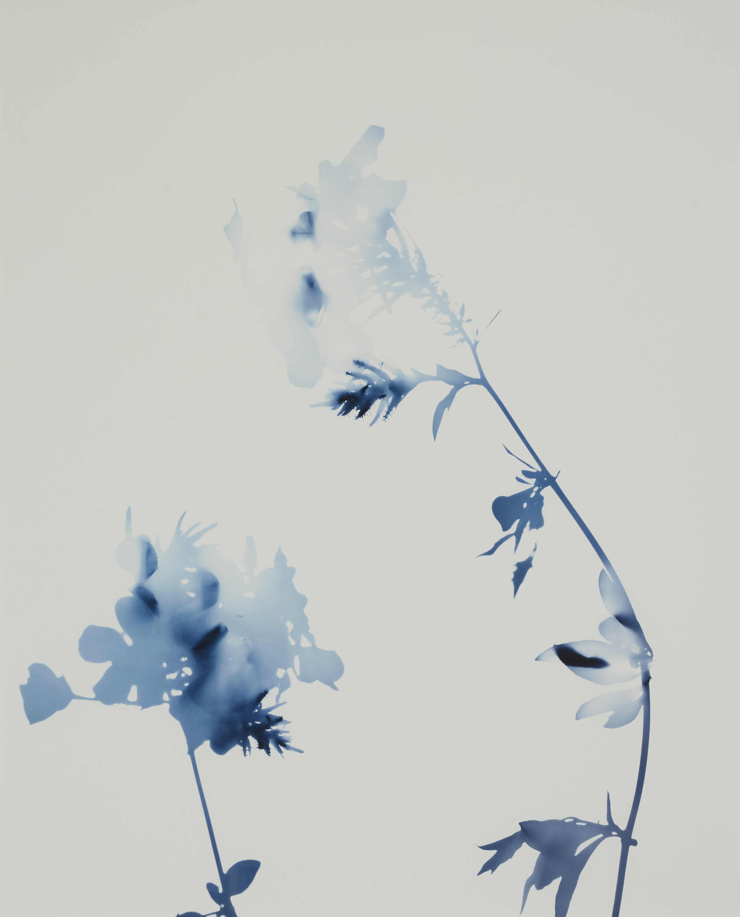 JAMES WELLING (B.1951), Flower Series #13, 2004 | Christie’s