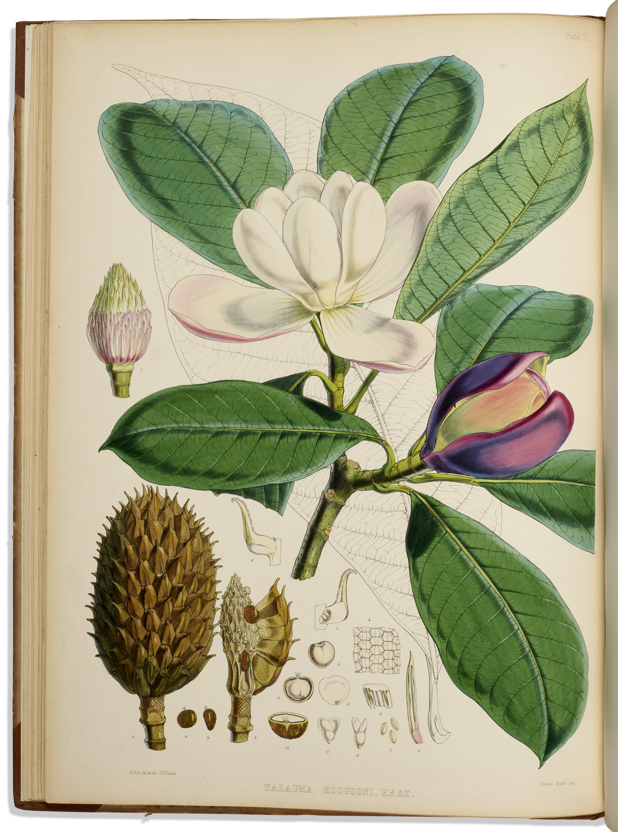 Illustrations of Himalayan Plants, J.D. Hooker & W.H. Fitch, 1855 ...