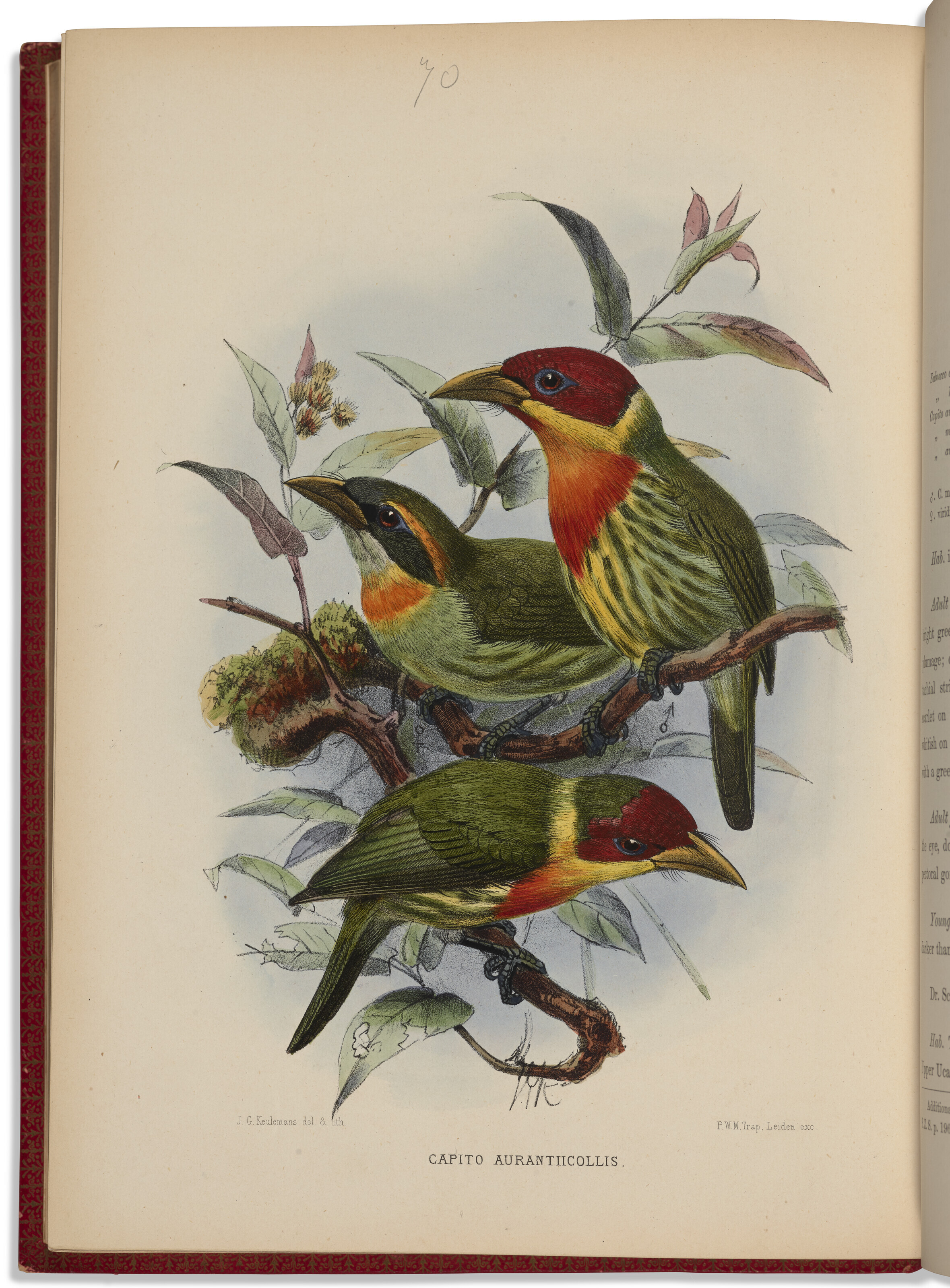 A Monograph of the Capitonidae, or Scansorial Barbets, Marshall ...
