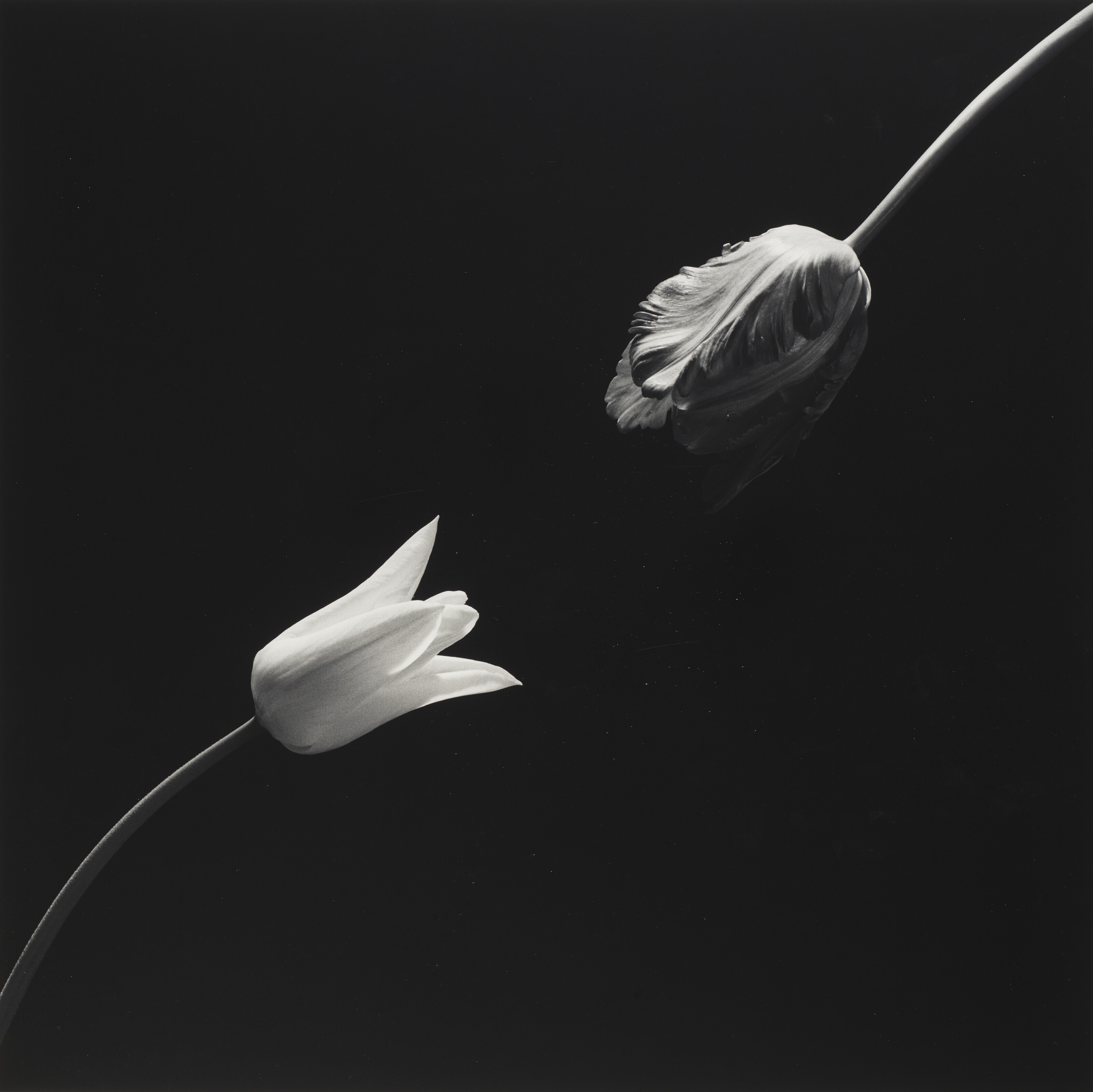 ROBERT MAPPLETHORPE (1946–1989), Tulips, 1984 | Christie’s