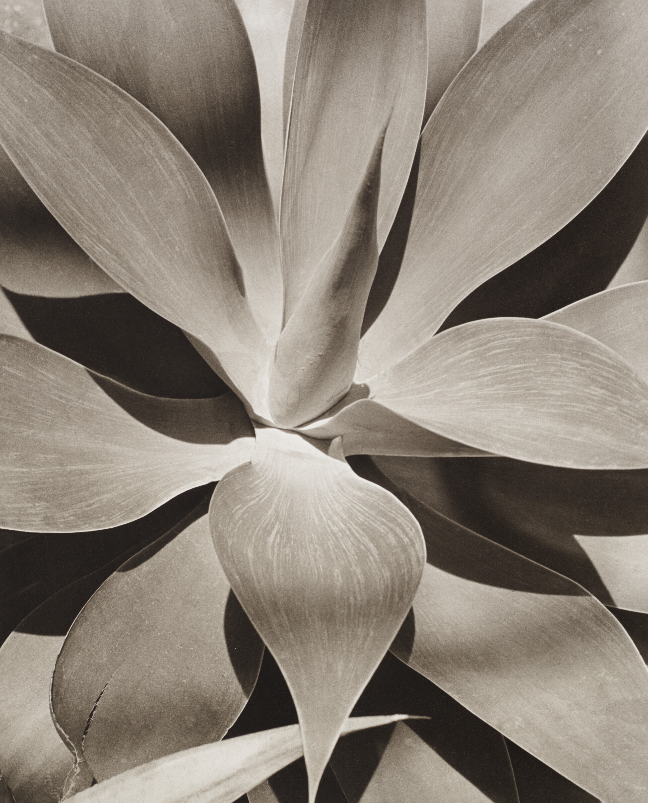 HORST P. HORST (1906–1999), Agave Attenuata, 1945 | Christie’s