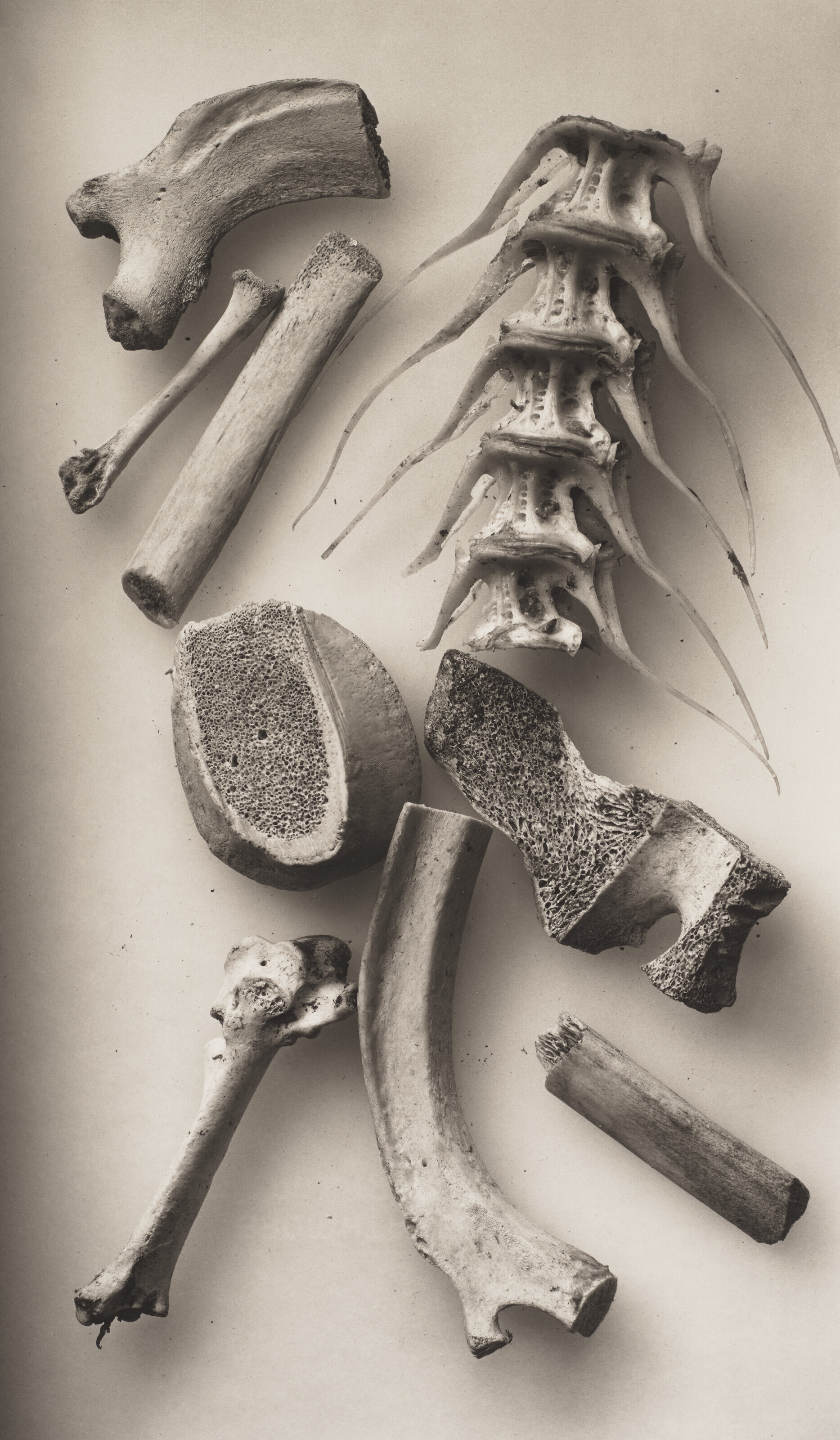 IRVING PENN (1917–2009), Bird and Fish Bones, 1980 | Christie’s