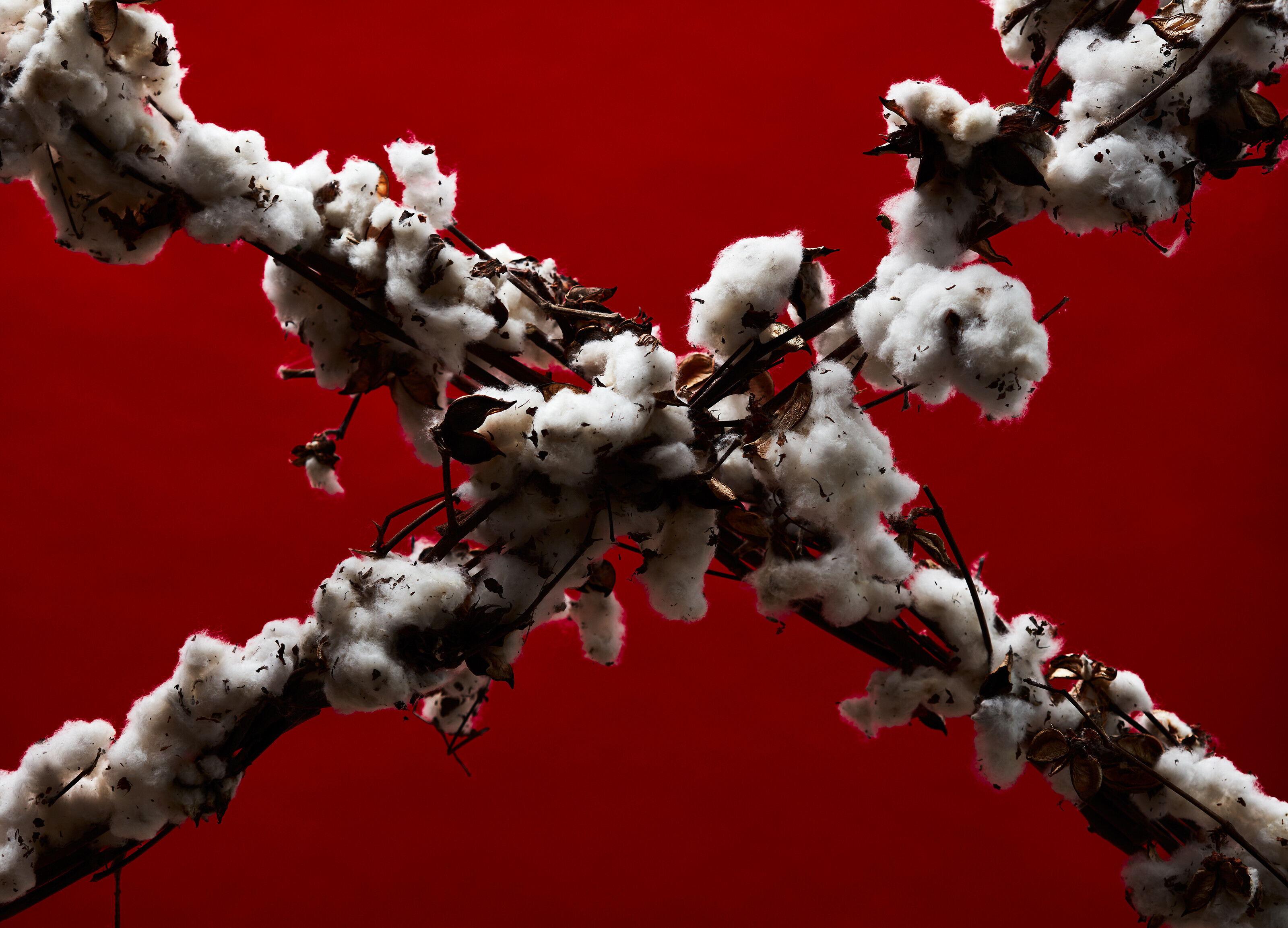 FRANK FRANCES (B. 1983), Confederate Cotton, 2019 | Christie’s