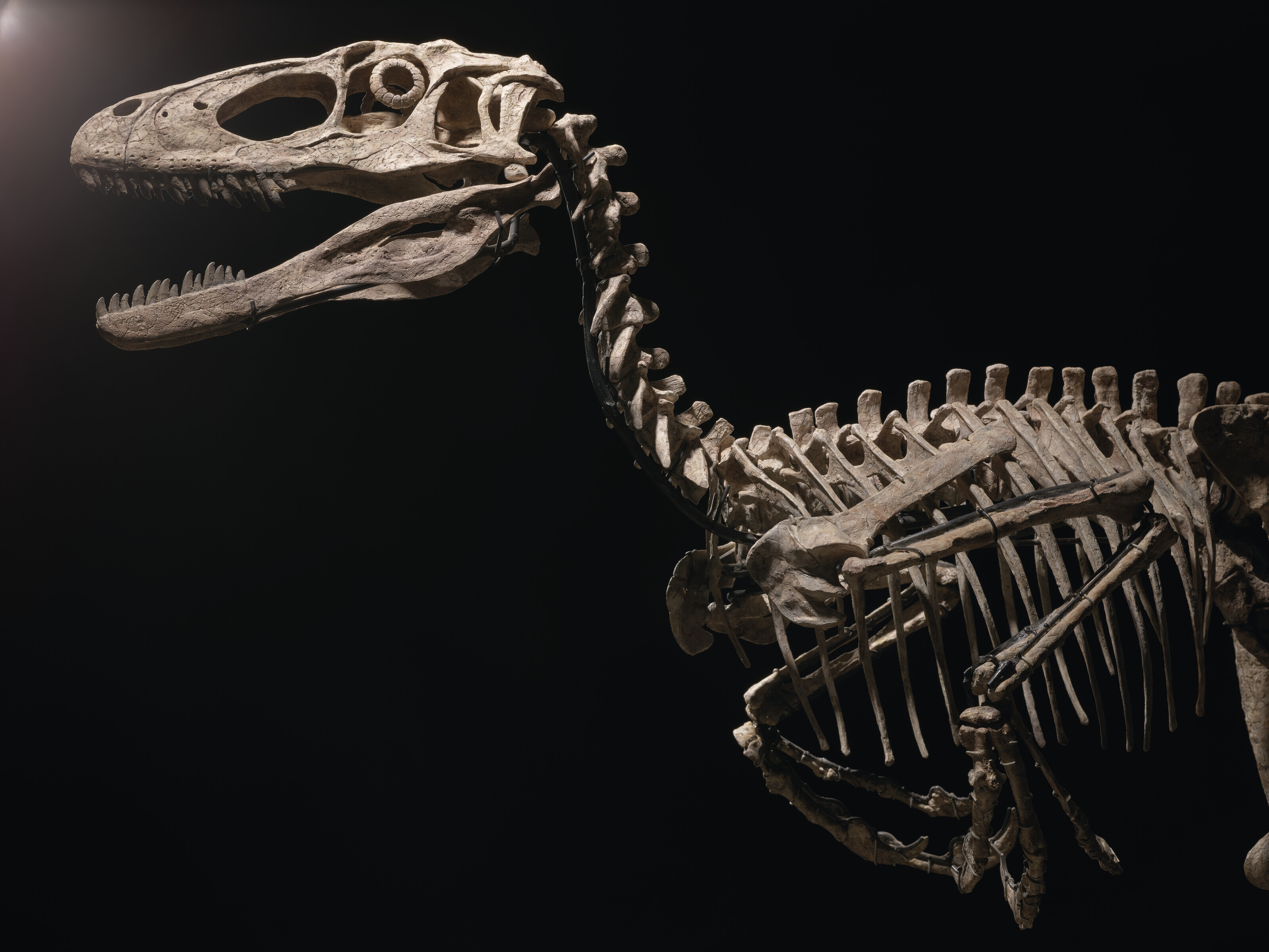 Deinonychus Antirrhopus Skeleton