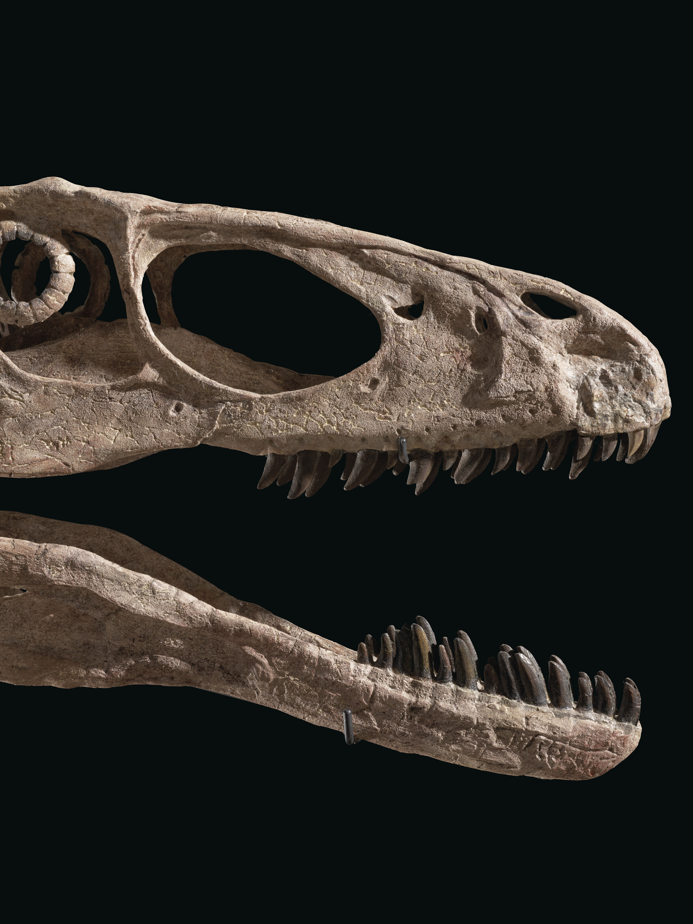 Deinonychus Antirrhopus Skeleton