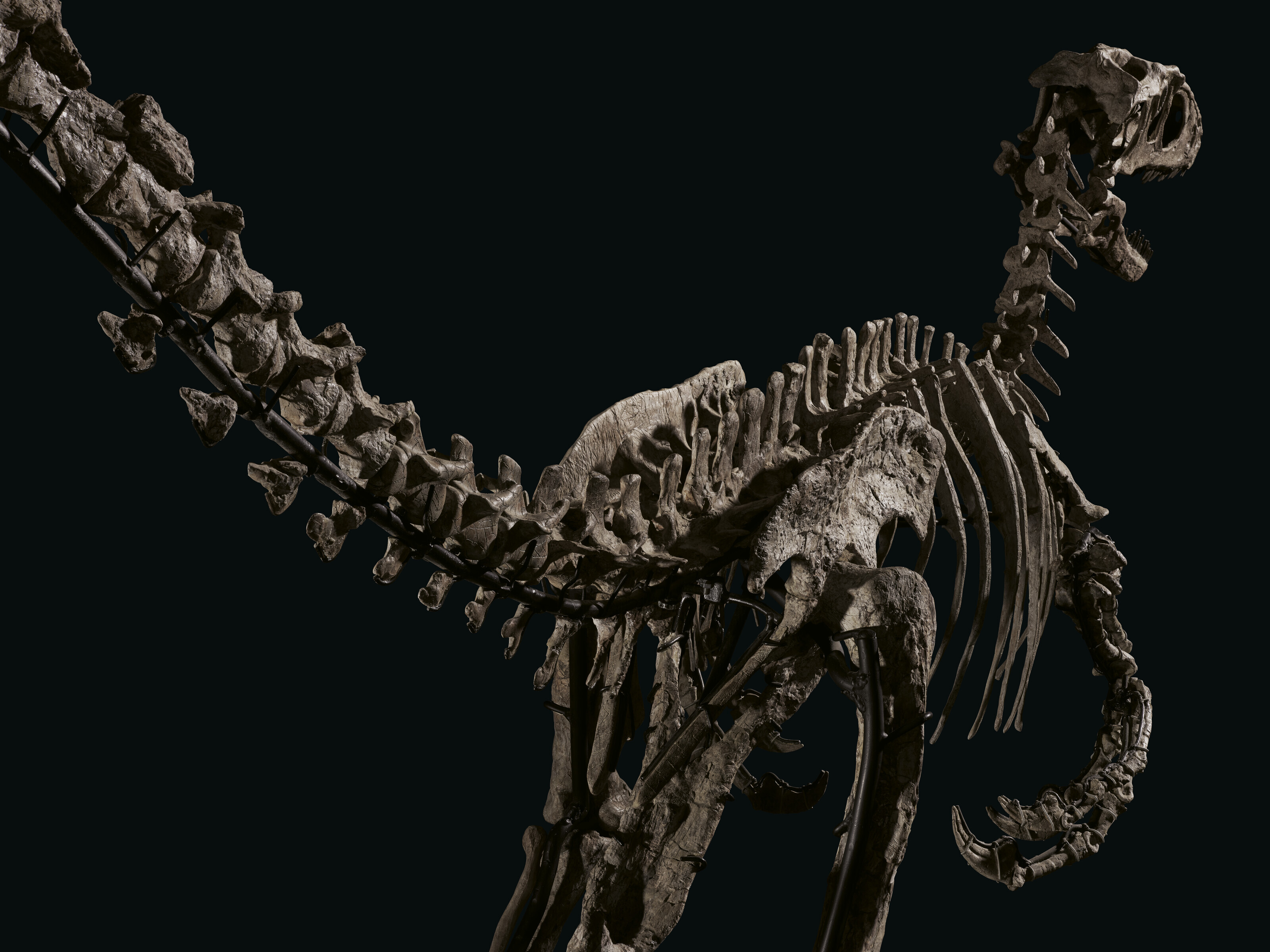 Deinonychus Antirrhopus Skeleton