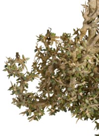 A POLYCHROME-DECORATED CARTON-PIERRE SIX-LIGHT CHANDELIER, ATTRIBUTED ...