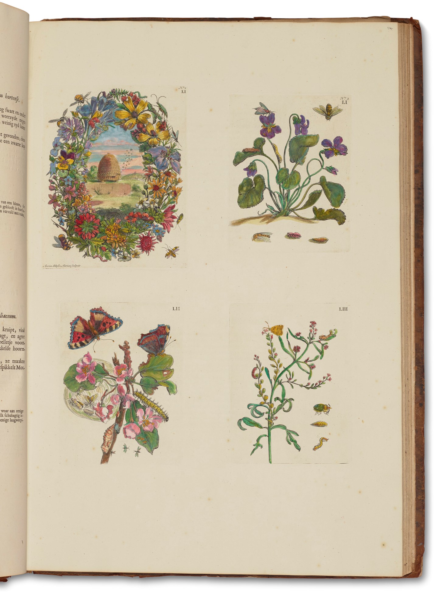 Maria Sibylla Merian (1647-1717)., De Europische Insecten, Naauwkeurig ...