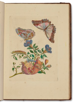 Maria Sibylla Merian (1647-1717)., De Europische Insecten, Naauwkeurig ...