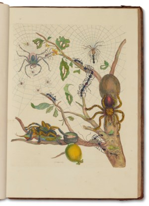 Maria Sibylla Merian (1647-1717)., De Europische Insecten, Naauwkeurig ...