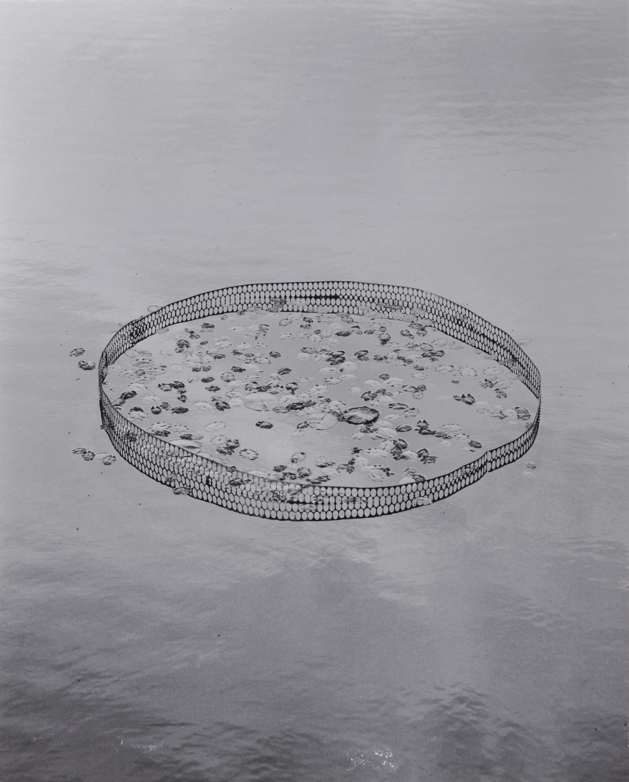 DANIEL SHEA (NÉ EN 1985), Pond II, 2017 | Christie’s