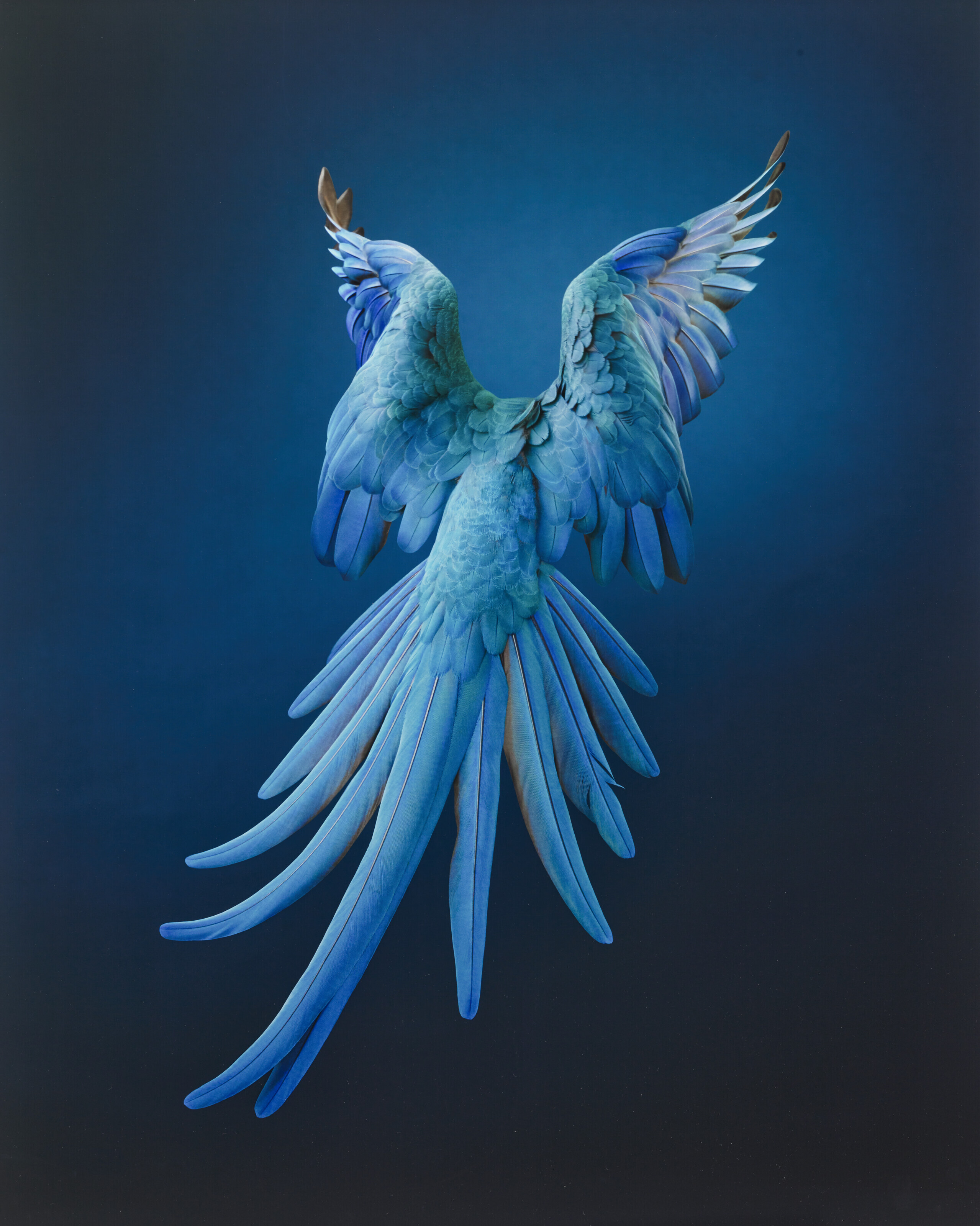 TIM FLACH (NÉ EN 1958), Spix’s Macaw, Rearview, Unextinct, 2022 ...