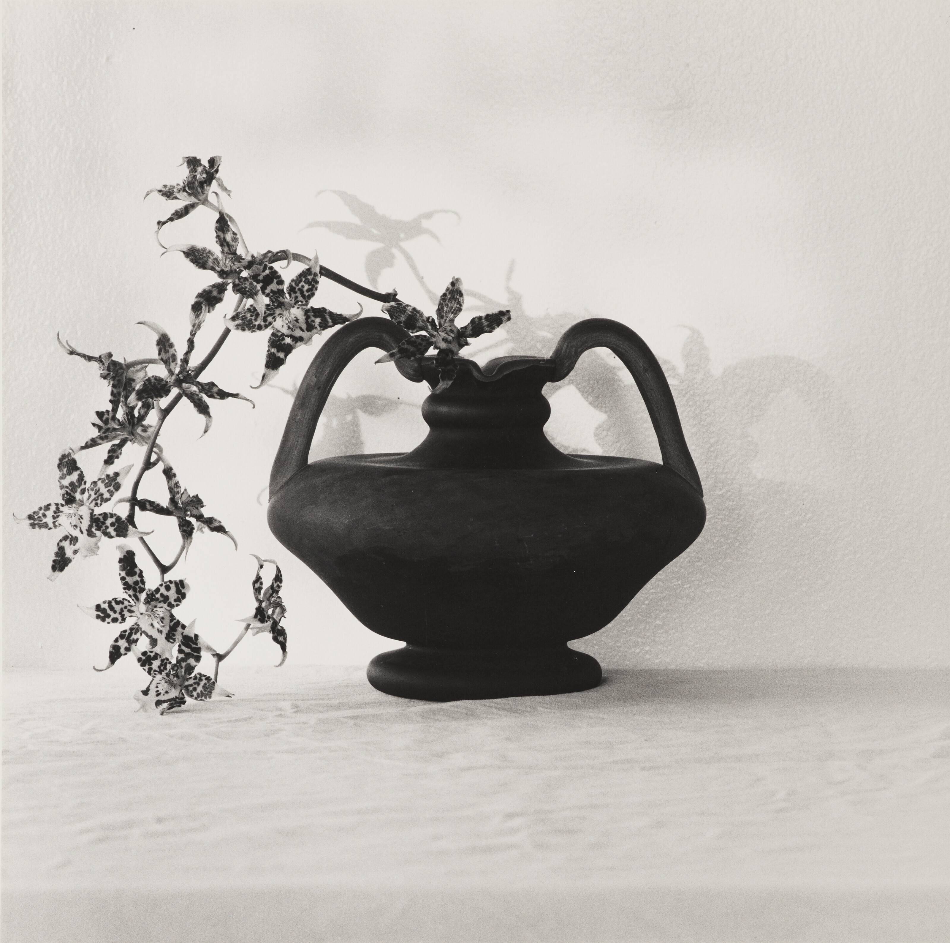 ROBERT MAPPLETHORPE (1946-1989), Orchids, 1980 | Christie’s