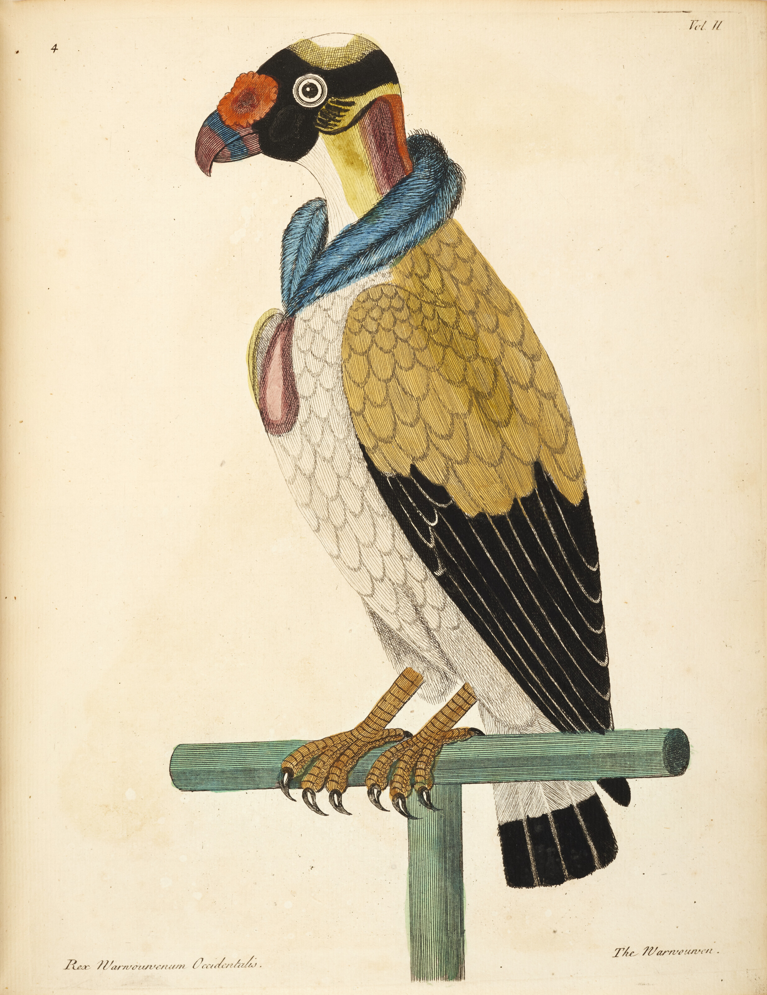 ALBIN, Eleazar (circa 1680-1741), Histoire naturelle des oiseaux, ornée ...