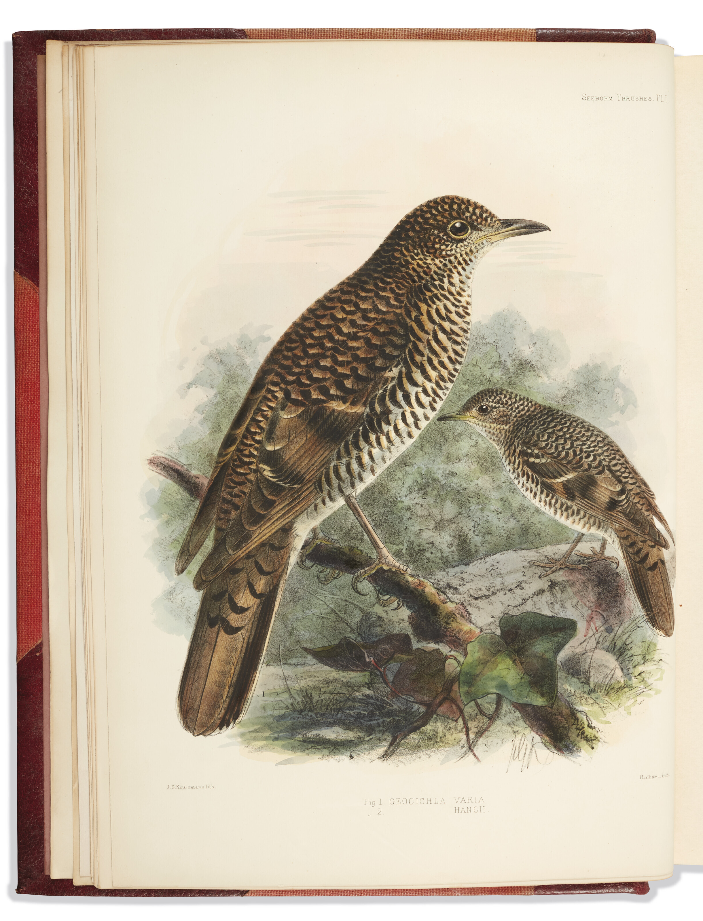 SEEBOHM, Henry (1832-1895)., A monograph of the turdidae or family of ...
