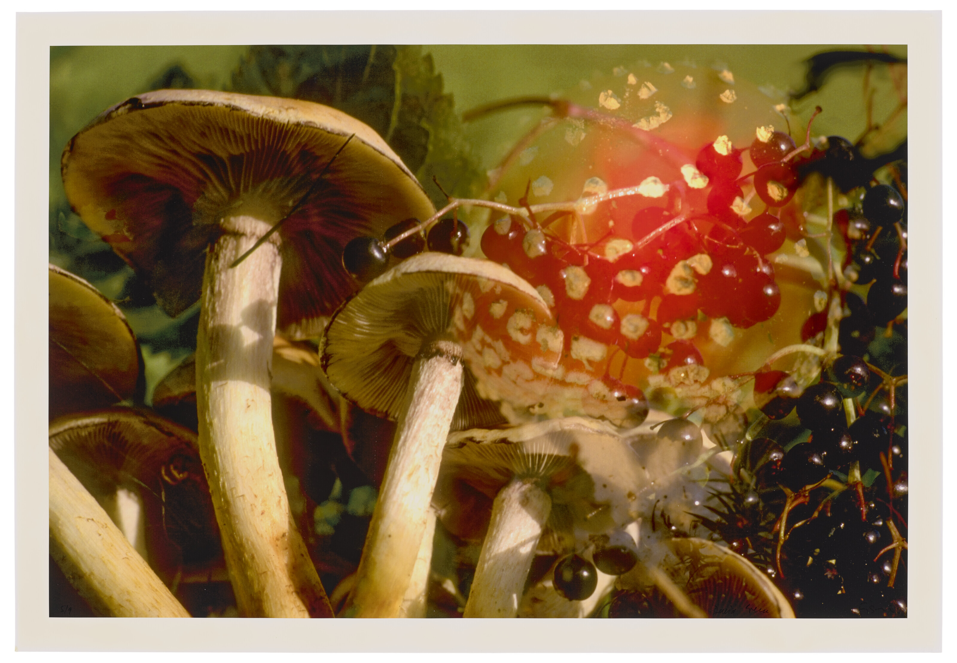 PETER FISCHLI (B. 1952) & DAVID WEISS (1946-2012), Funghi 29 | Christie’s