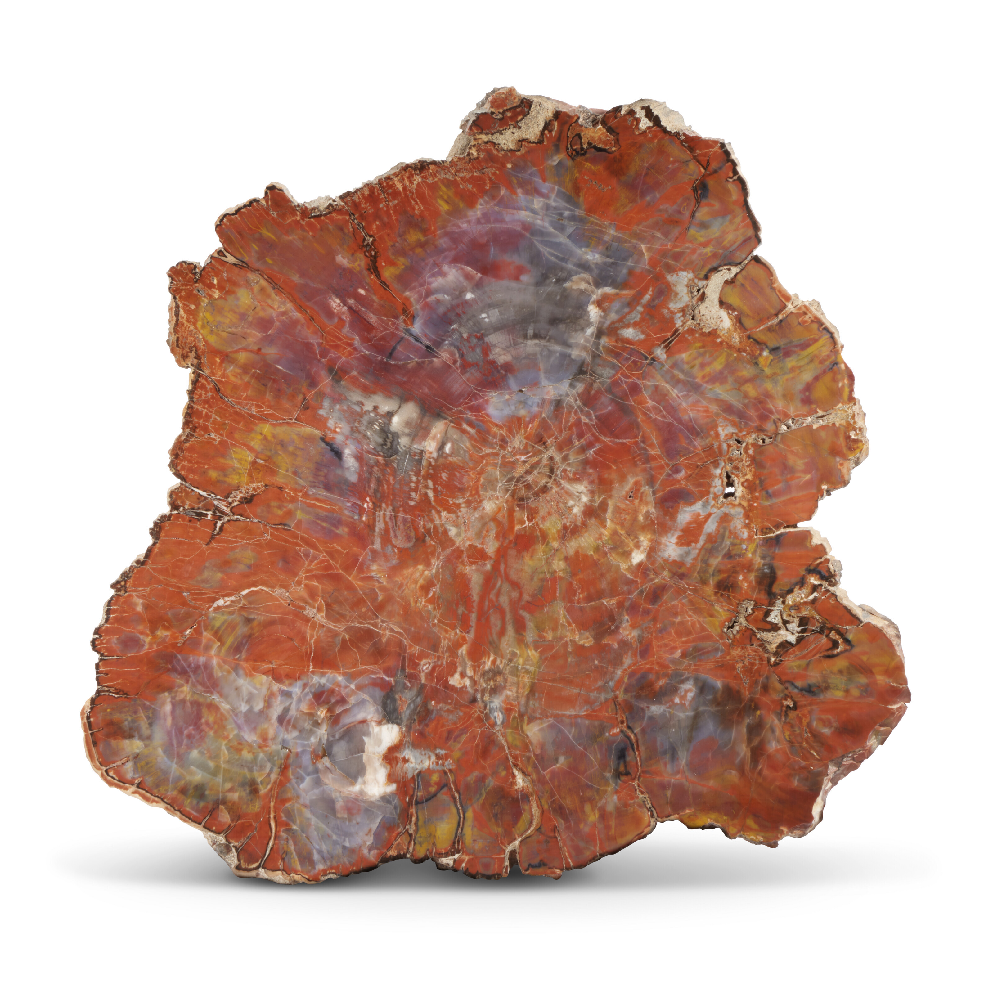 A PETRIFIED WOOD SLICE, Arizona, USA | Christie’s