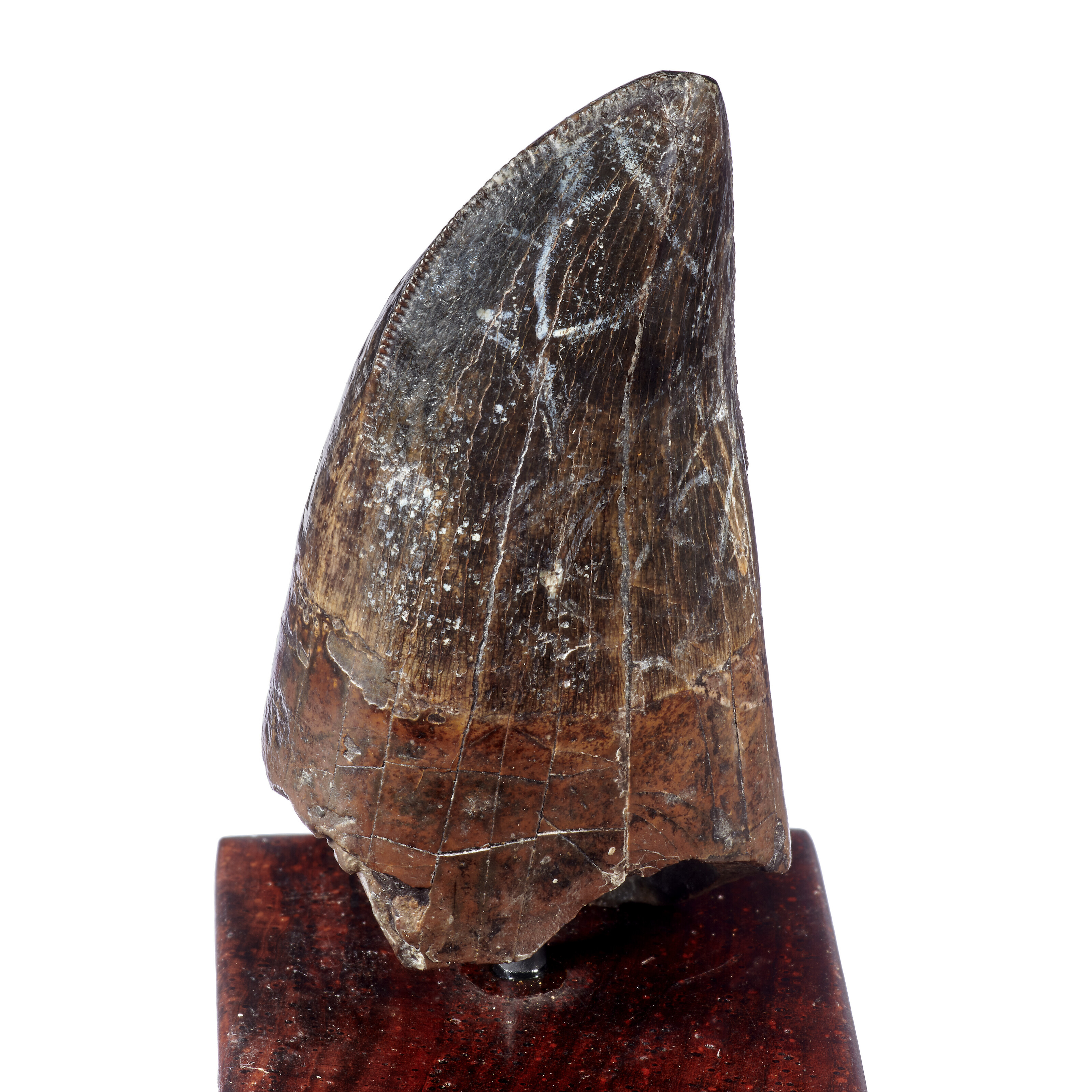 A FINELY SERRATED TOOTH OF A TYRANNOSAURUS-REX, Hell Creek Formation ...