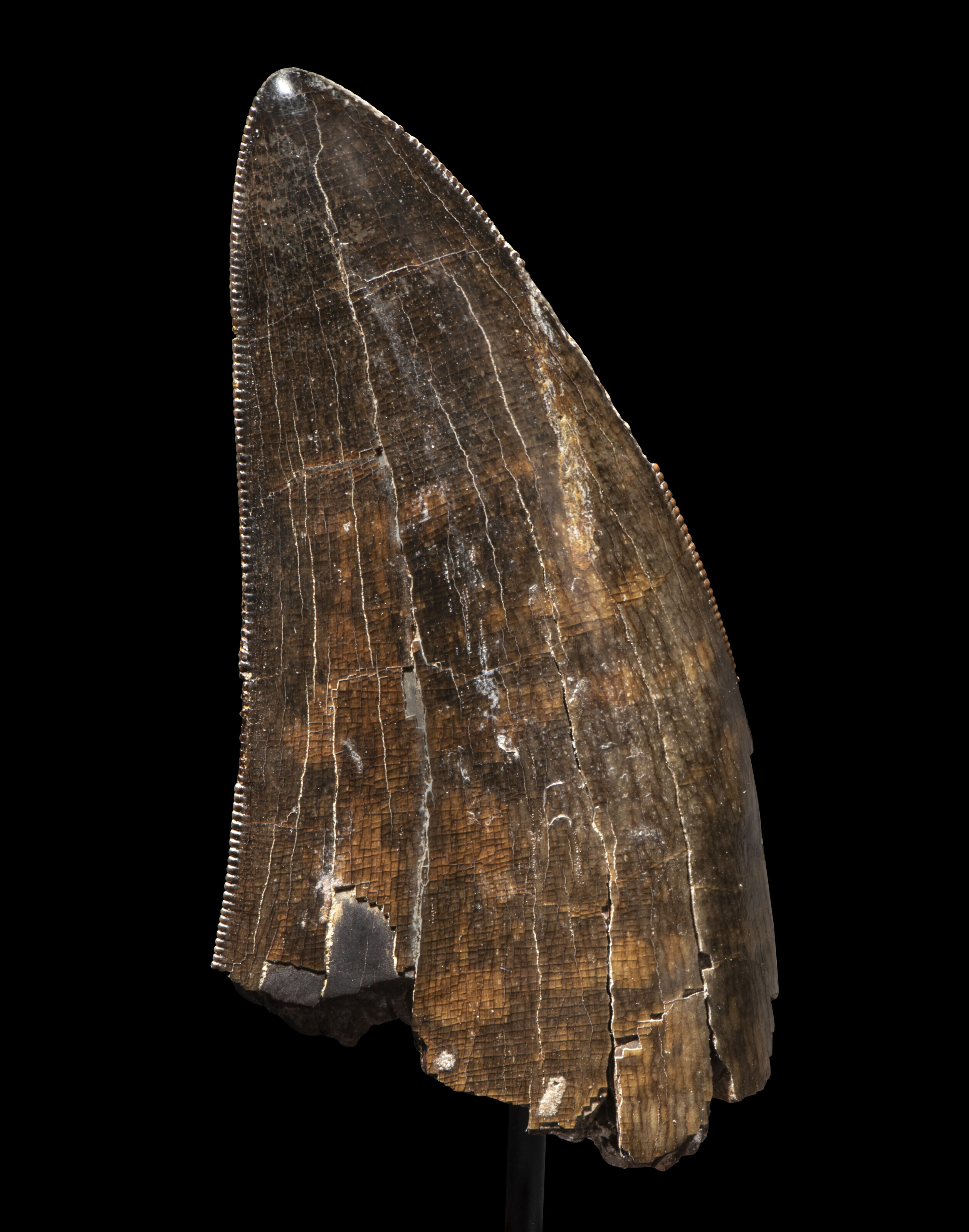 A FINELY SERRATED TOOTH OF A TYRANNOSAURUS-REX, Hell Creek Formation ...