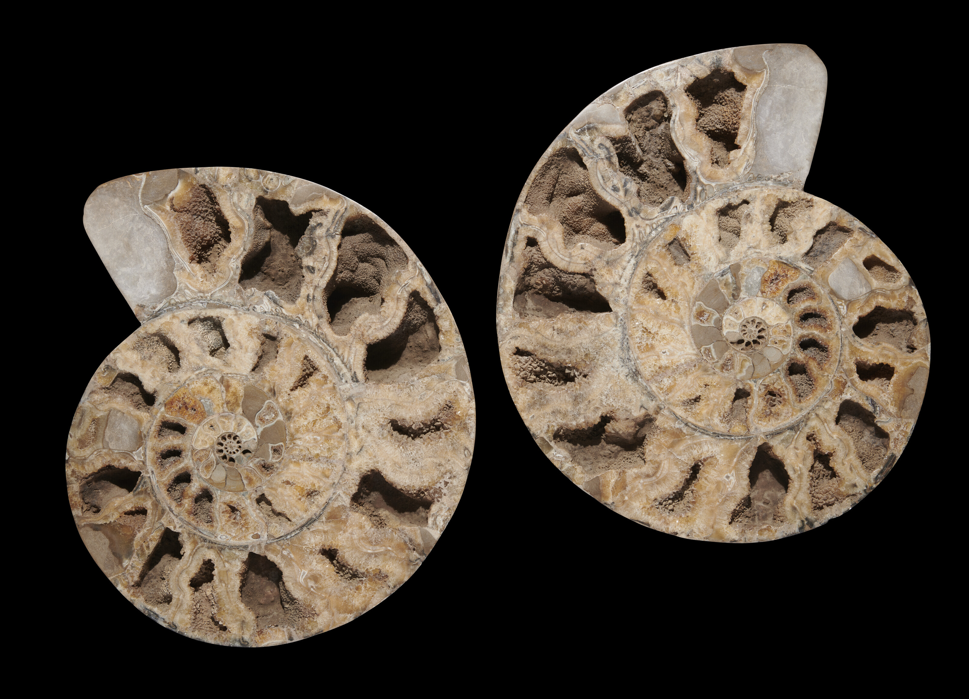 ammonite artifacts