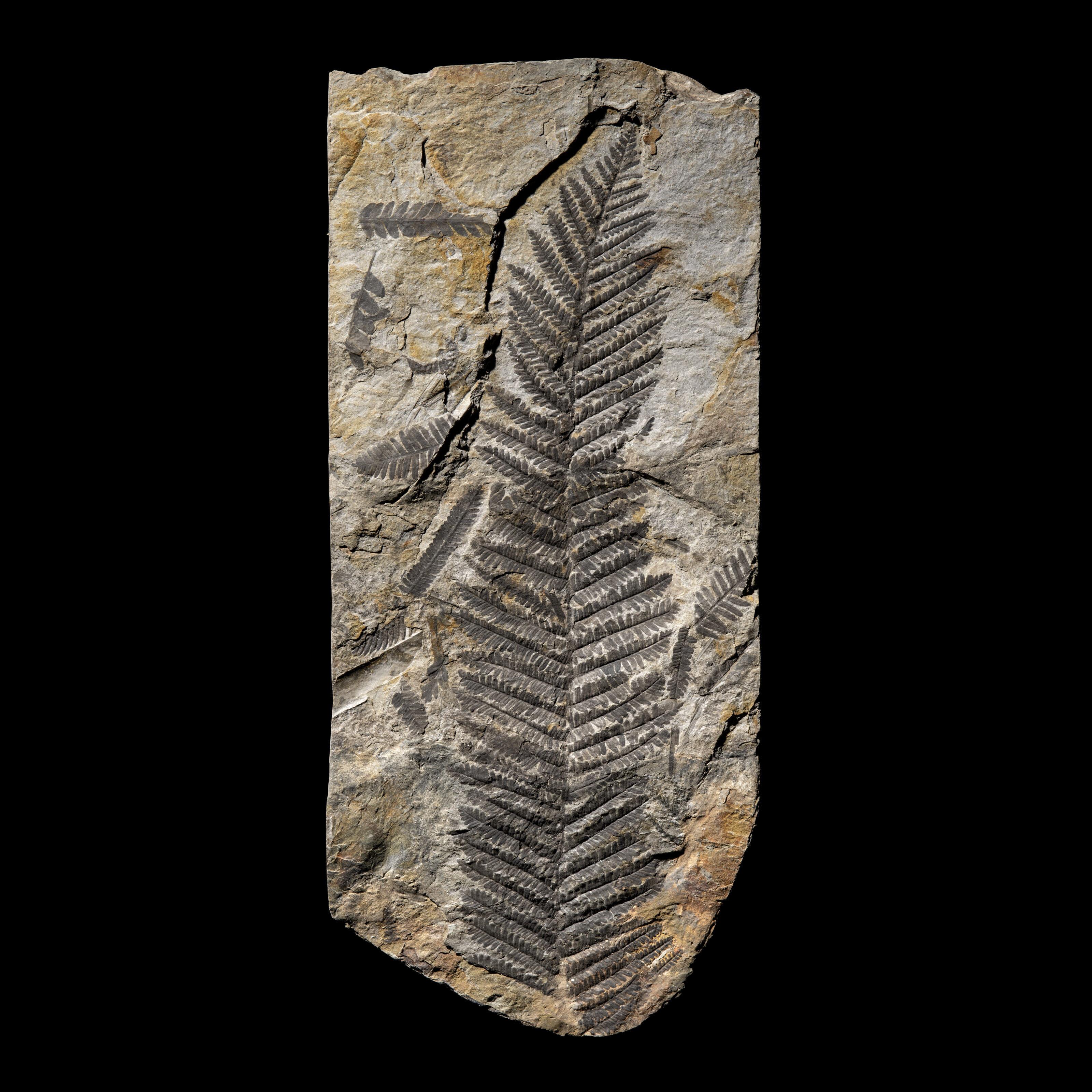 A FOSSIL FERN, Nassfeld , Austria | Christie’s