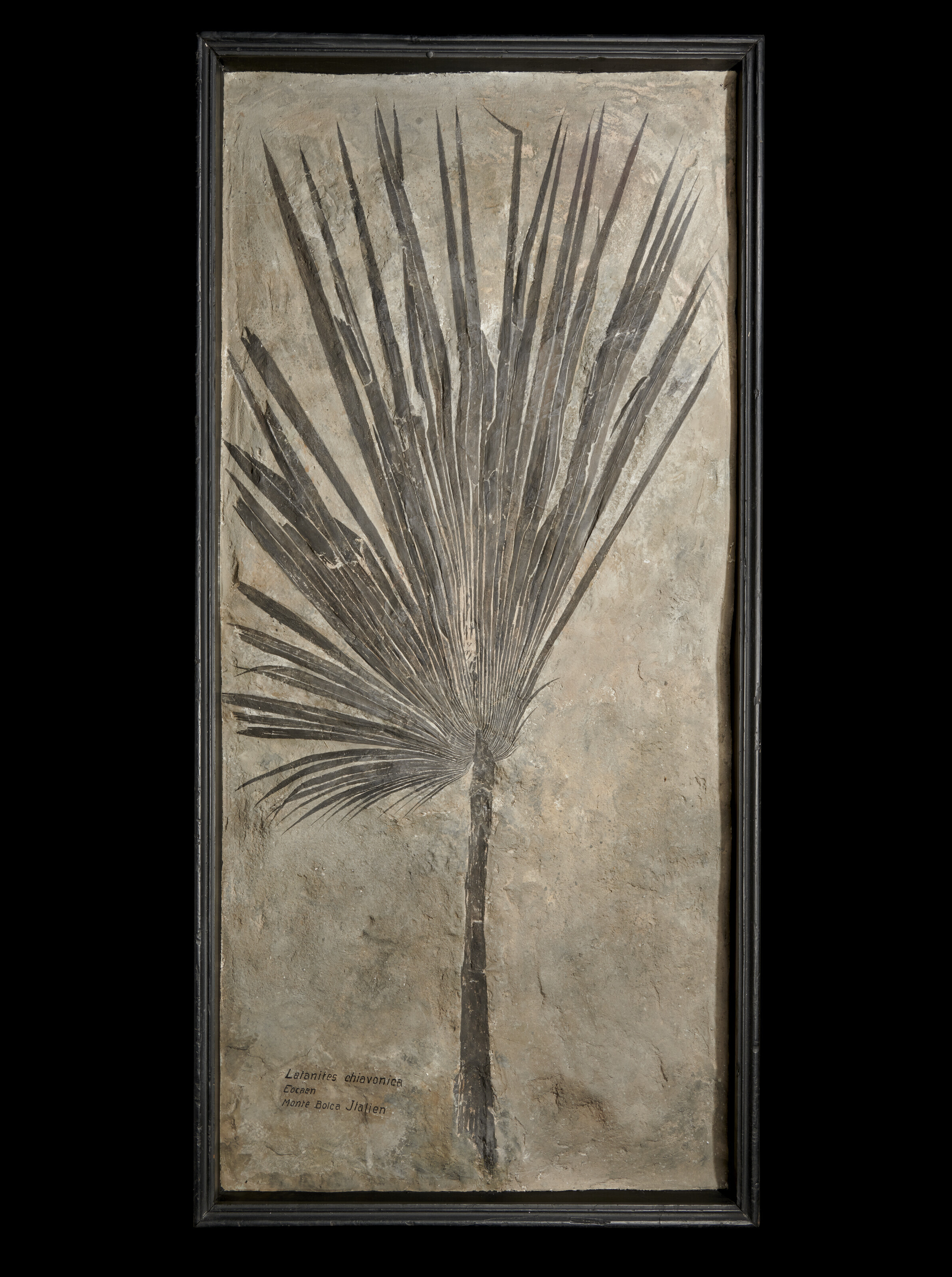 A LARGE PARTIAL FOSSIL PALM, Monte Bolca quarry, Italy | Christie’s