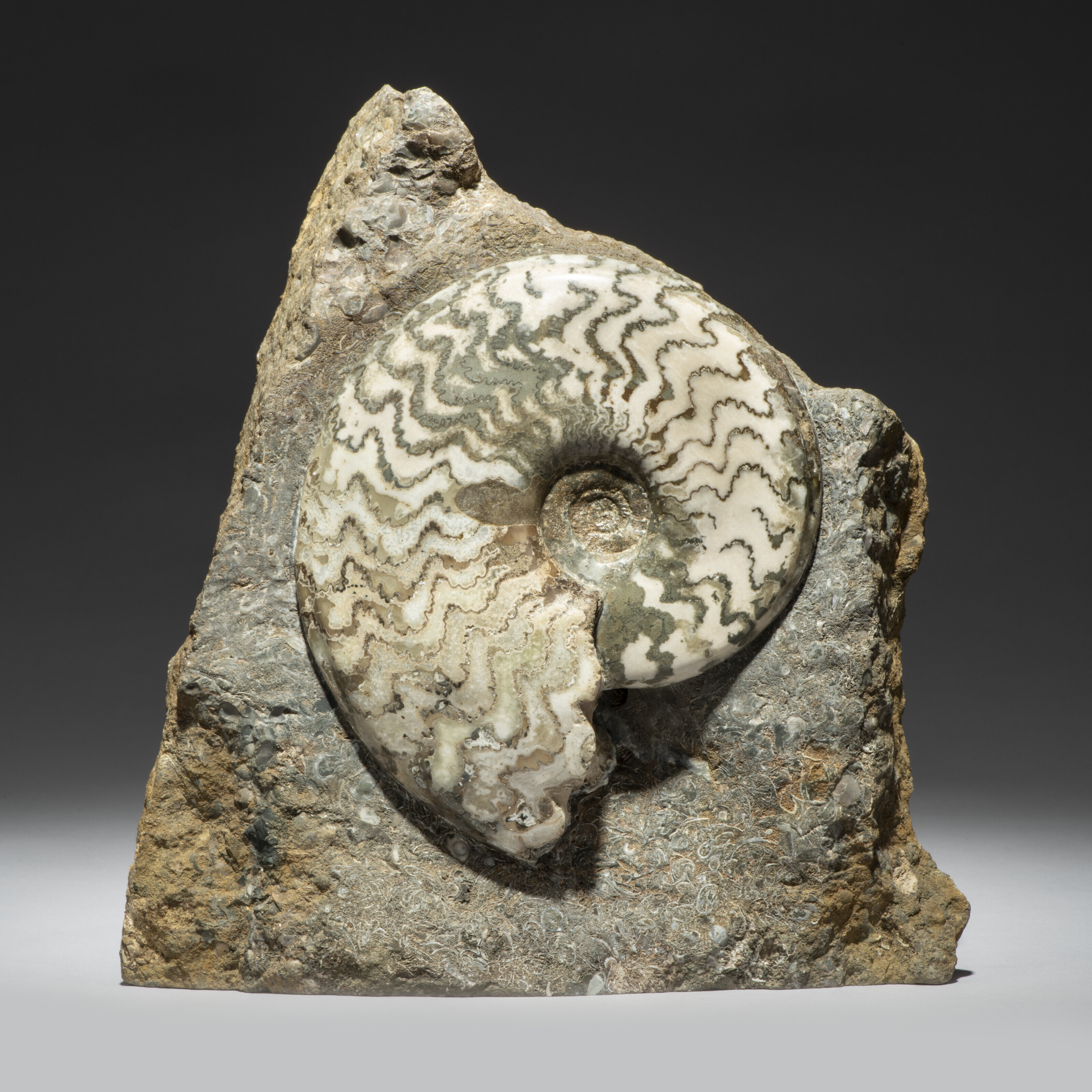 AN ENGLISH AMMONITE, Scunthorpe, UK | Christie’s