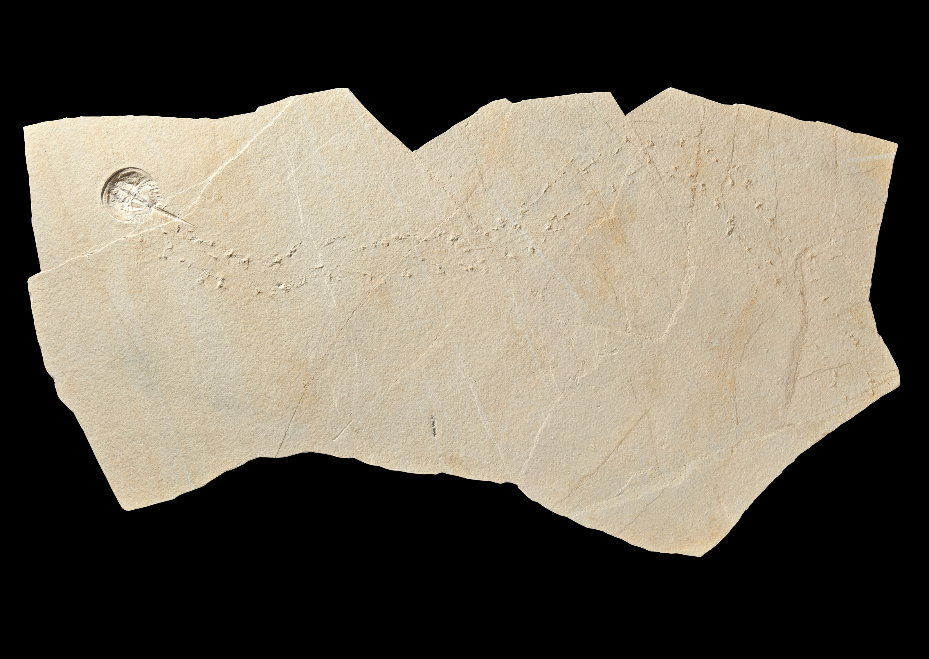 A FOSSIL HORSESHOE CRAB AT THE END OF ITS TRACK, Solnhofen, Germany ...