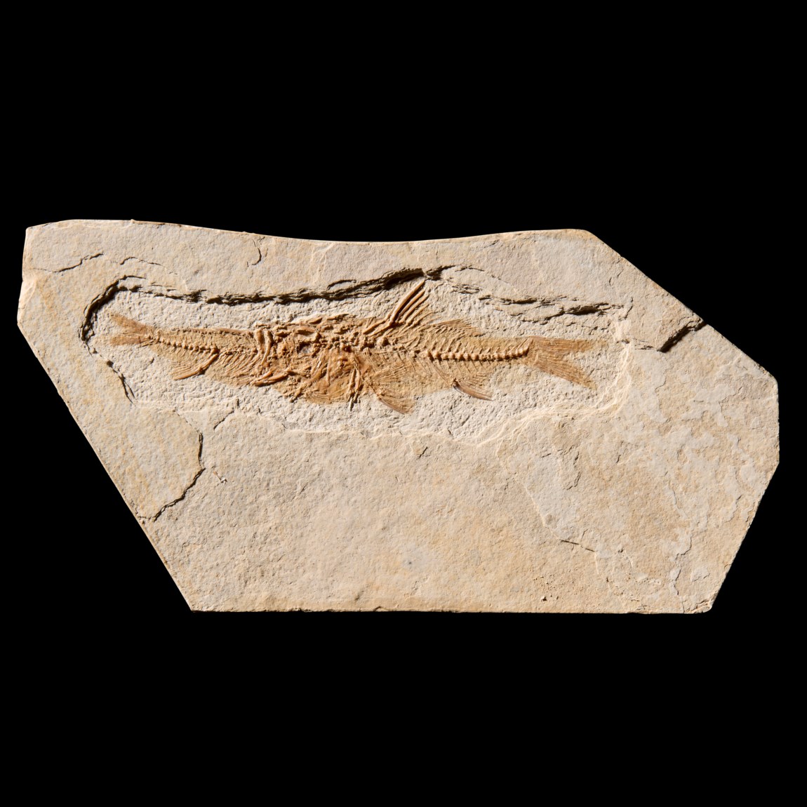 Christies - Collecting guide to aquatic fossils