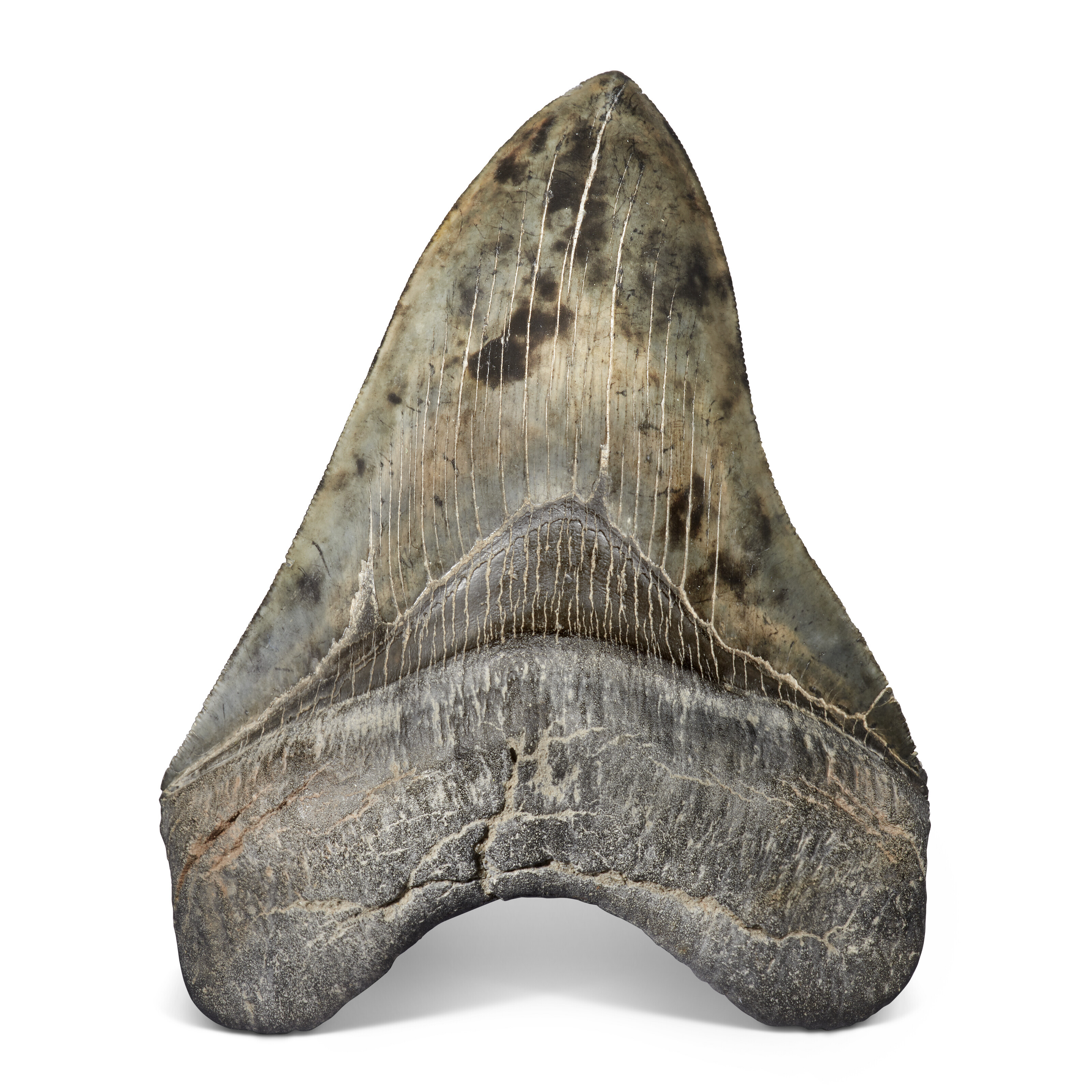 A FINE MEGALODON TOOTH, South Carolina, USA | Christie’s