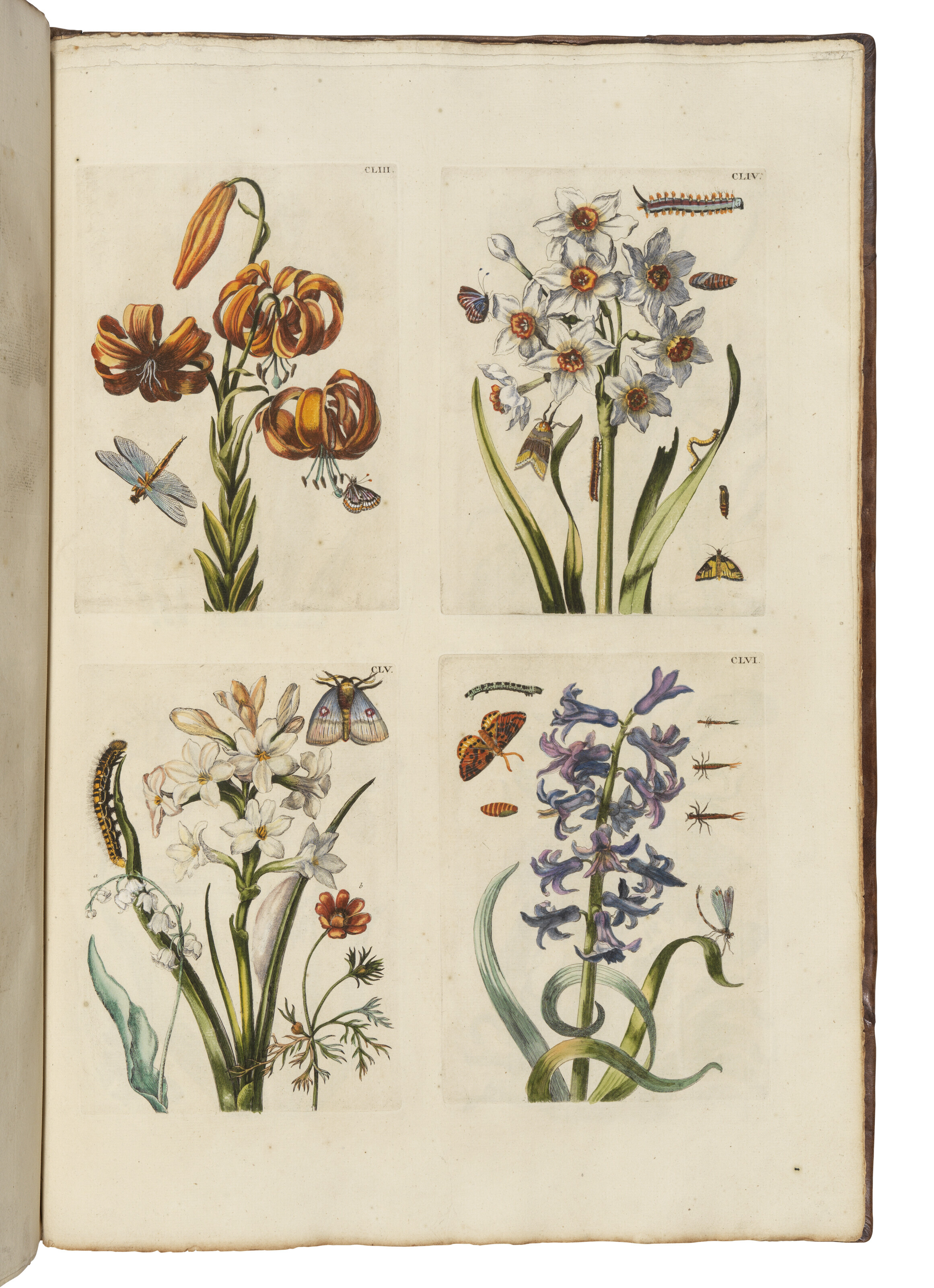 MERIAN, Maria Sibylla (1647-1717), De Europische Insecten, Naauwkeurig ...